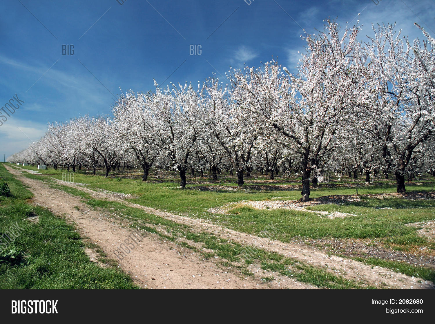 Almond Orchard Bloom Image & Photo (Free Trial) | Bigstock