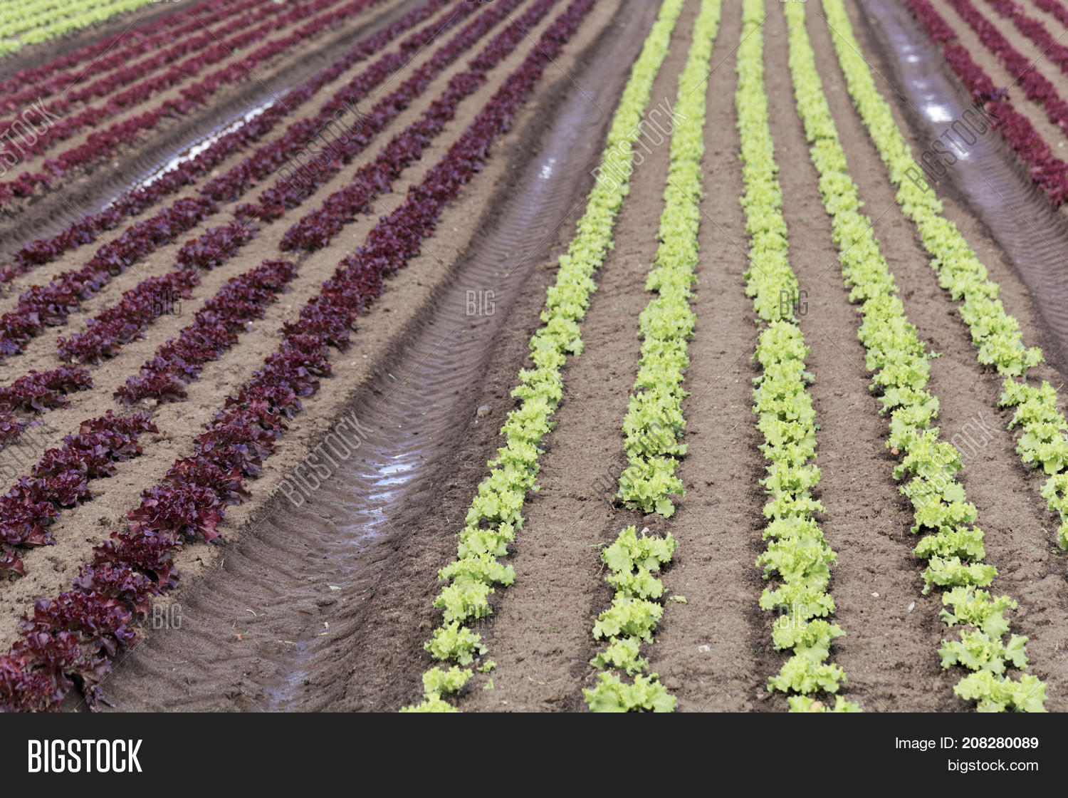 Field Lettuce Plants Image & Photo (Free Trial) | Bigstock