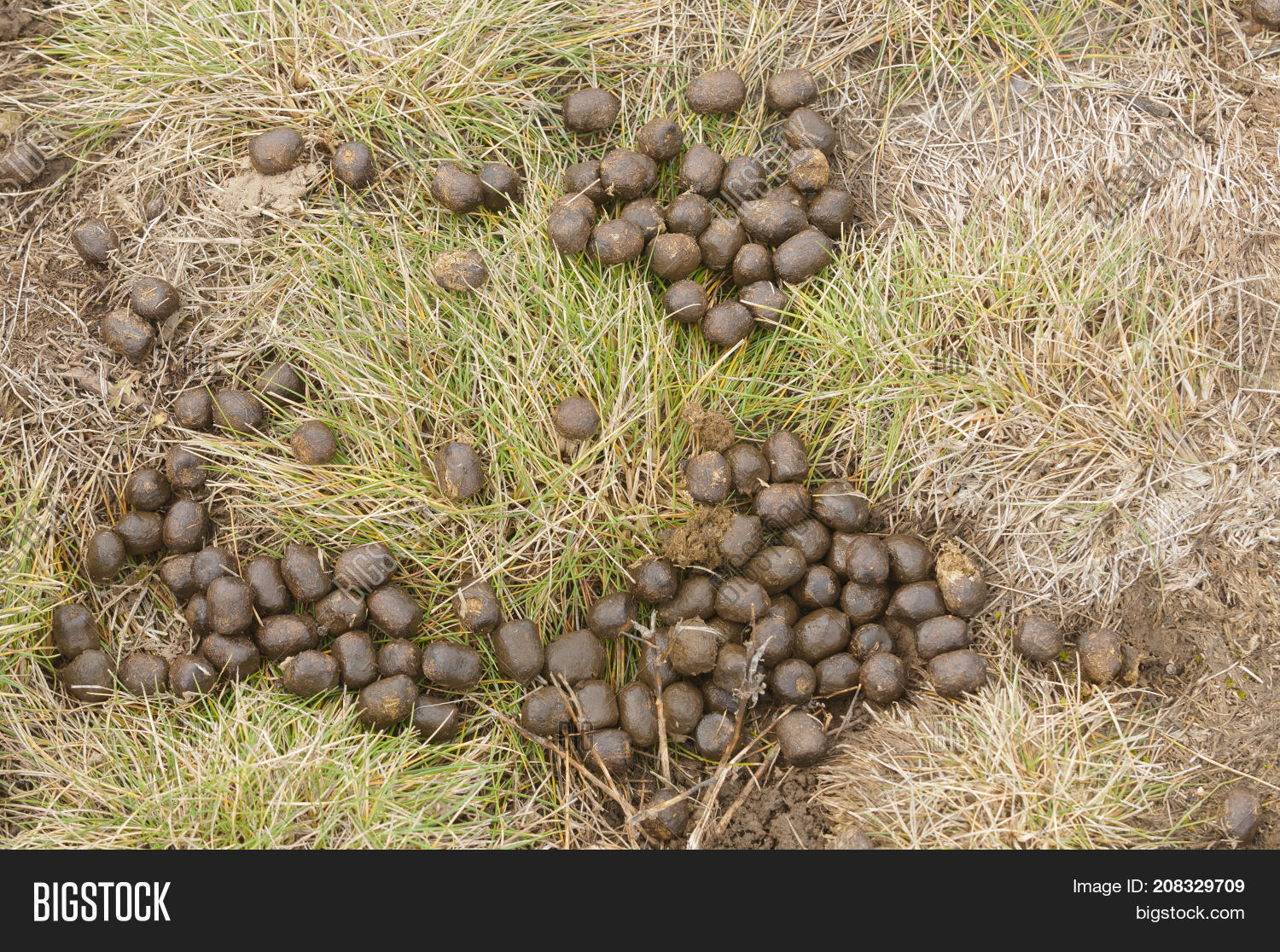 Elk Excrement, Scat, Image & Photo (Free Trial) | Bigstock