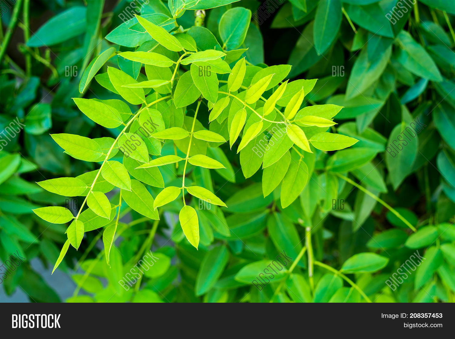 Sophora Japonica Leaf