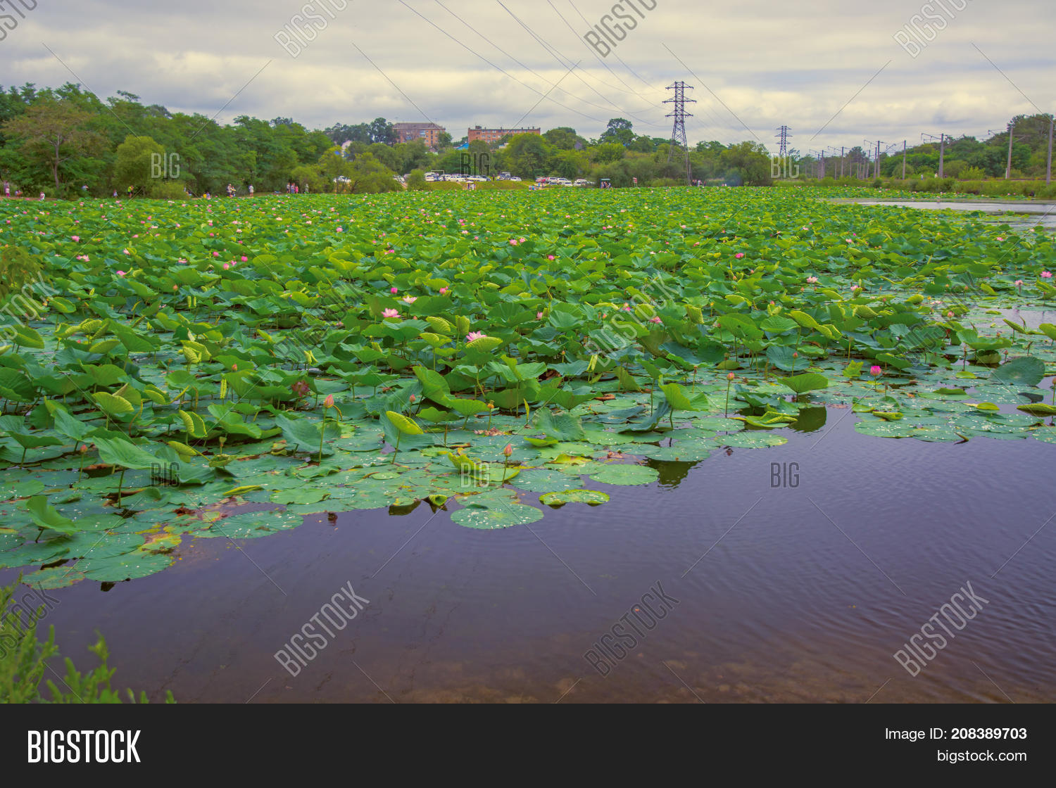 Lotus Lake, Largest Image & Photo (Free Trial) | Bigstock