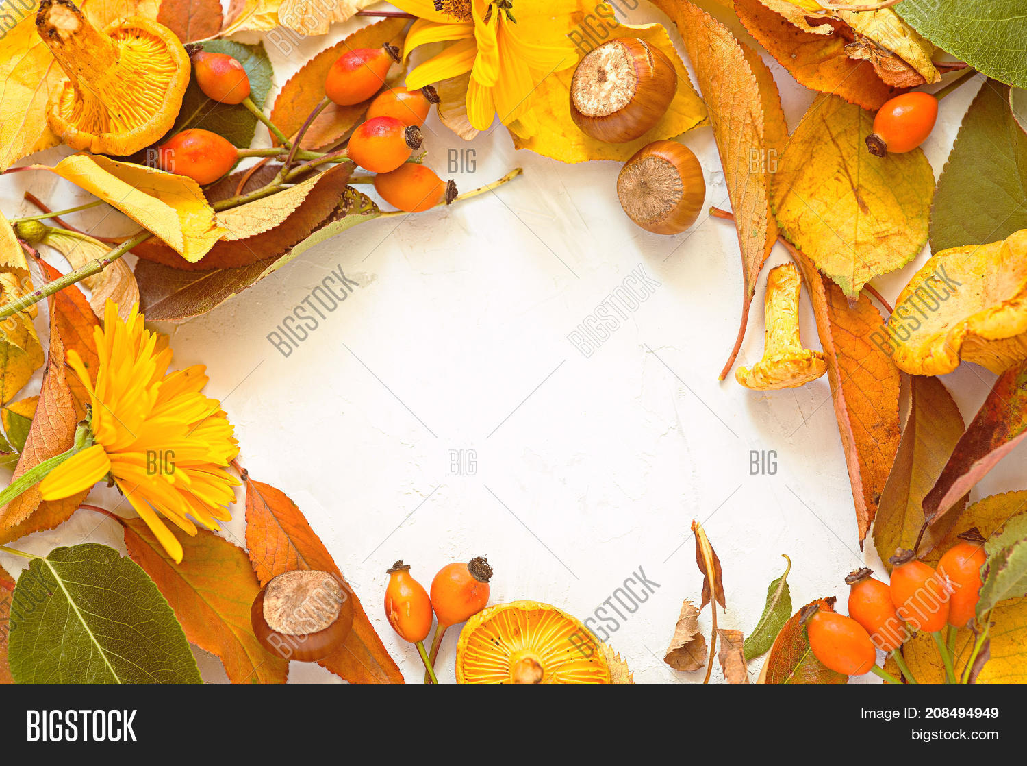 Circle Frame Autumn Image & Photo (Free Trial) | Bigstock