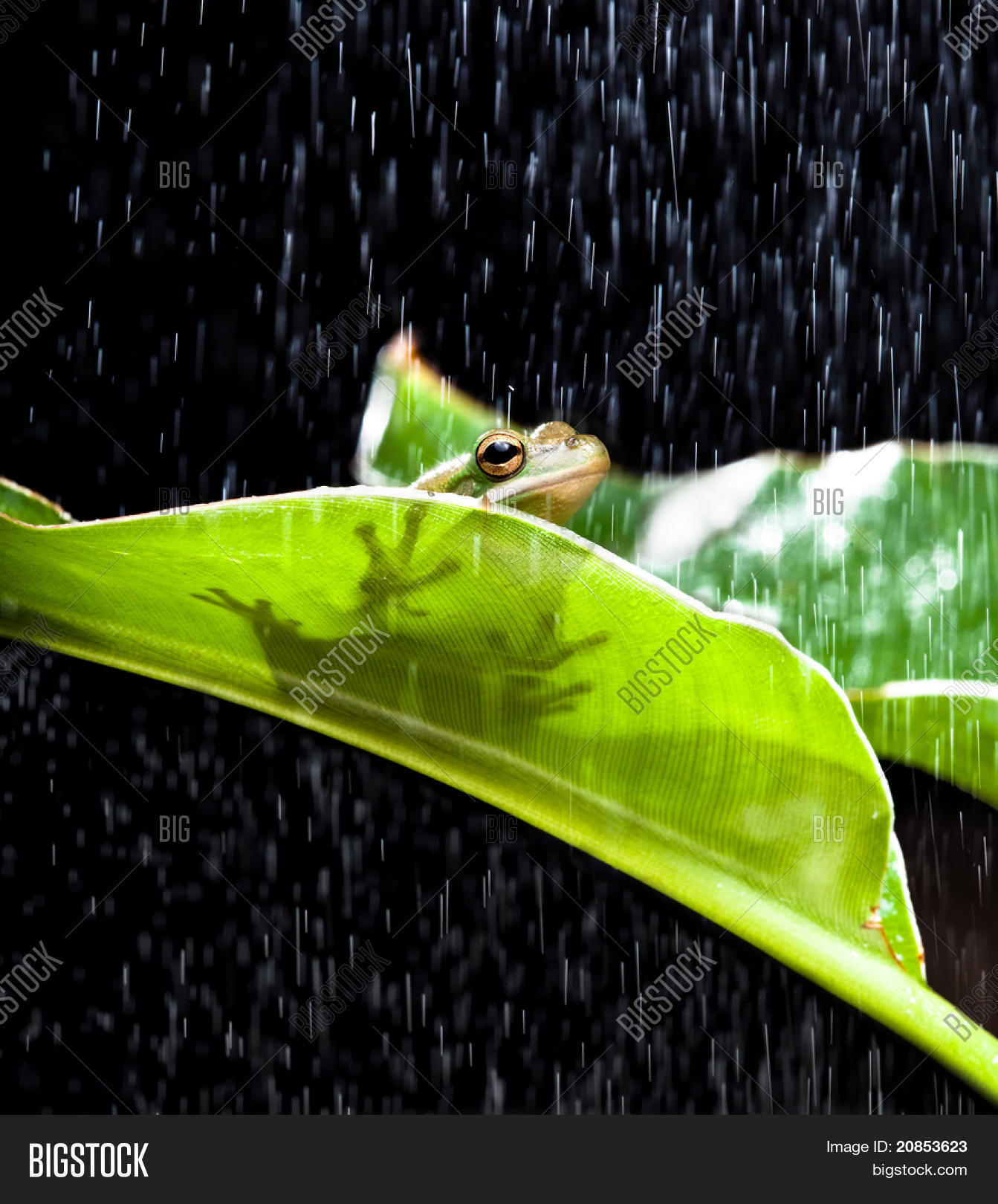 Little Green Tree Frog Image & Photo (Free Trial) | Bigstock