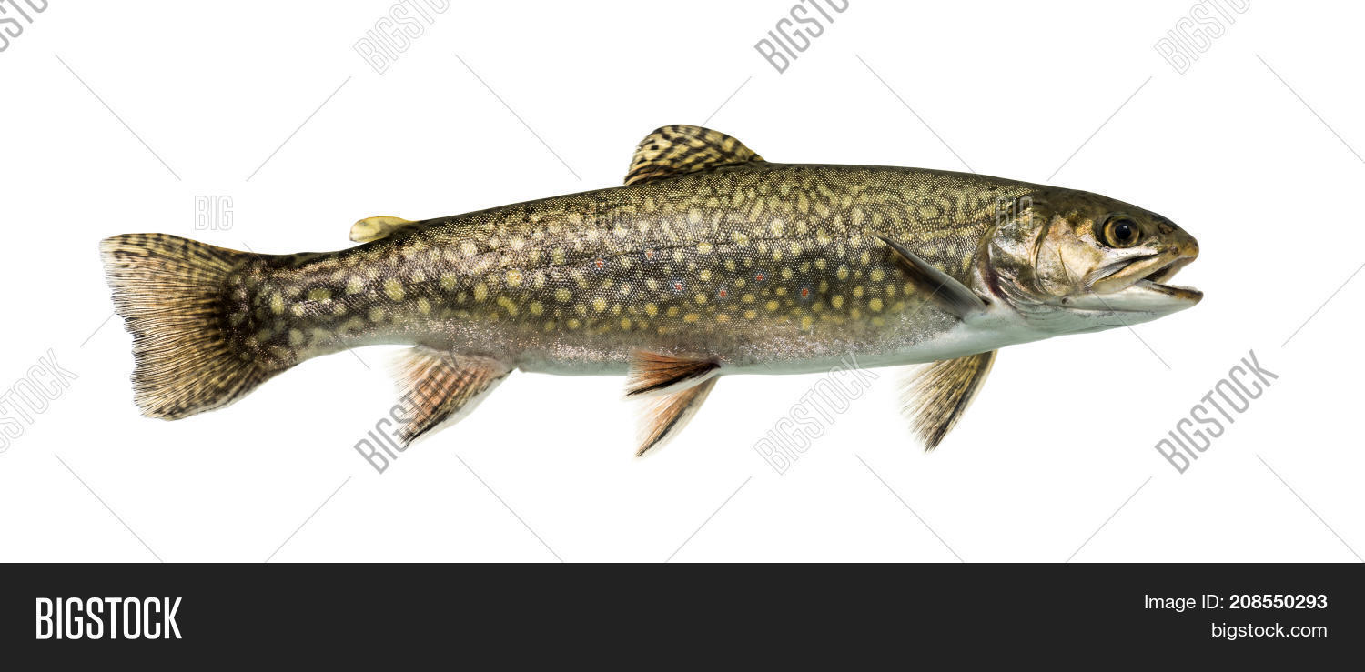 Brook Trout Swimming, Image & Photo (Free Trial) | Bigstock