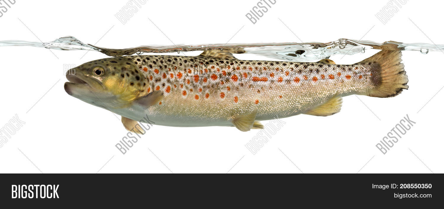 Brown Trout Swimming Image & Photo (Free Trial) | Bigstock