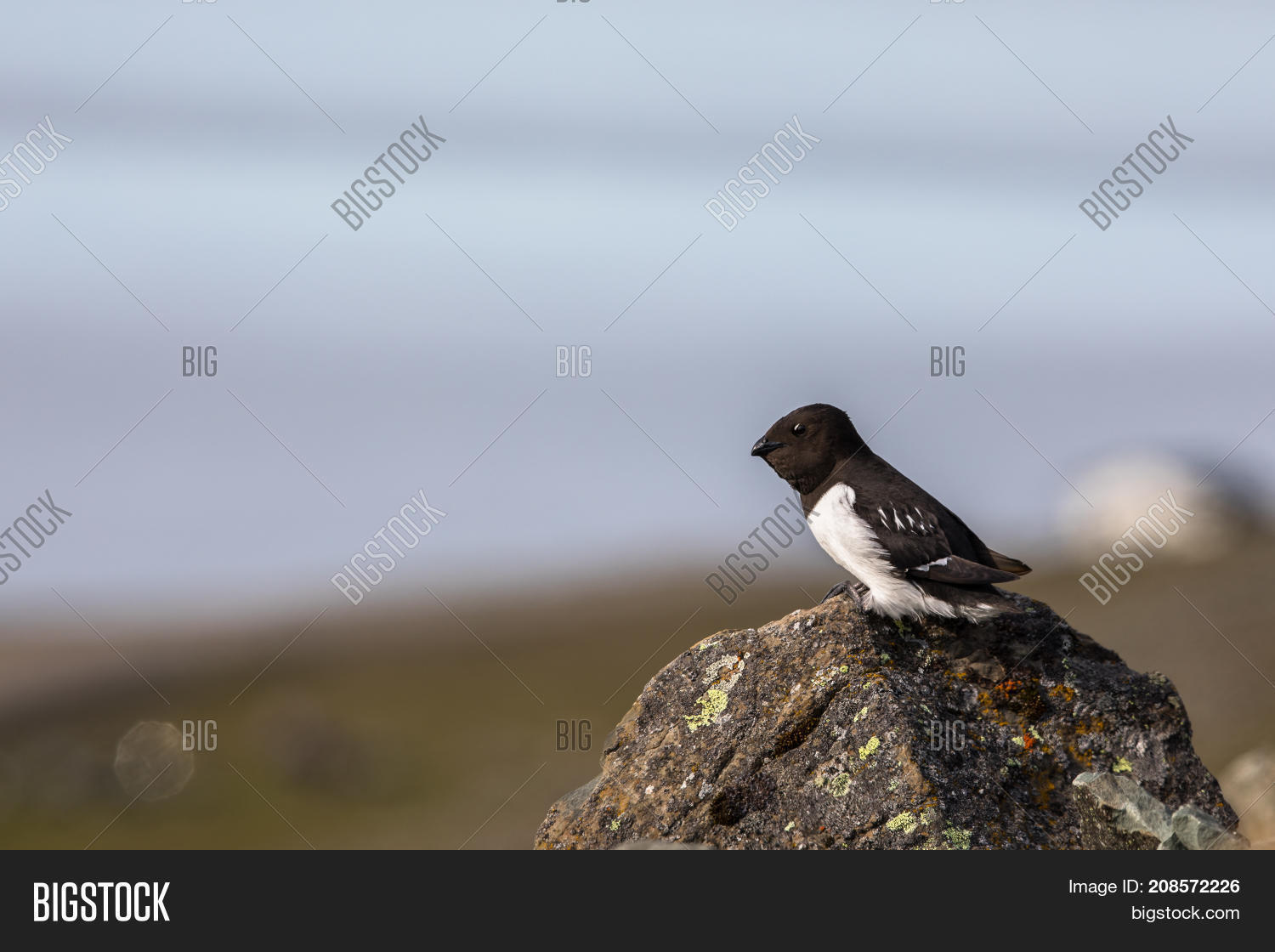 Little Auk, Alle Alle Image & Photo (Free Trial) | Bigstock