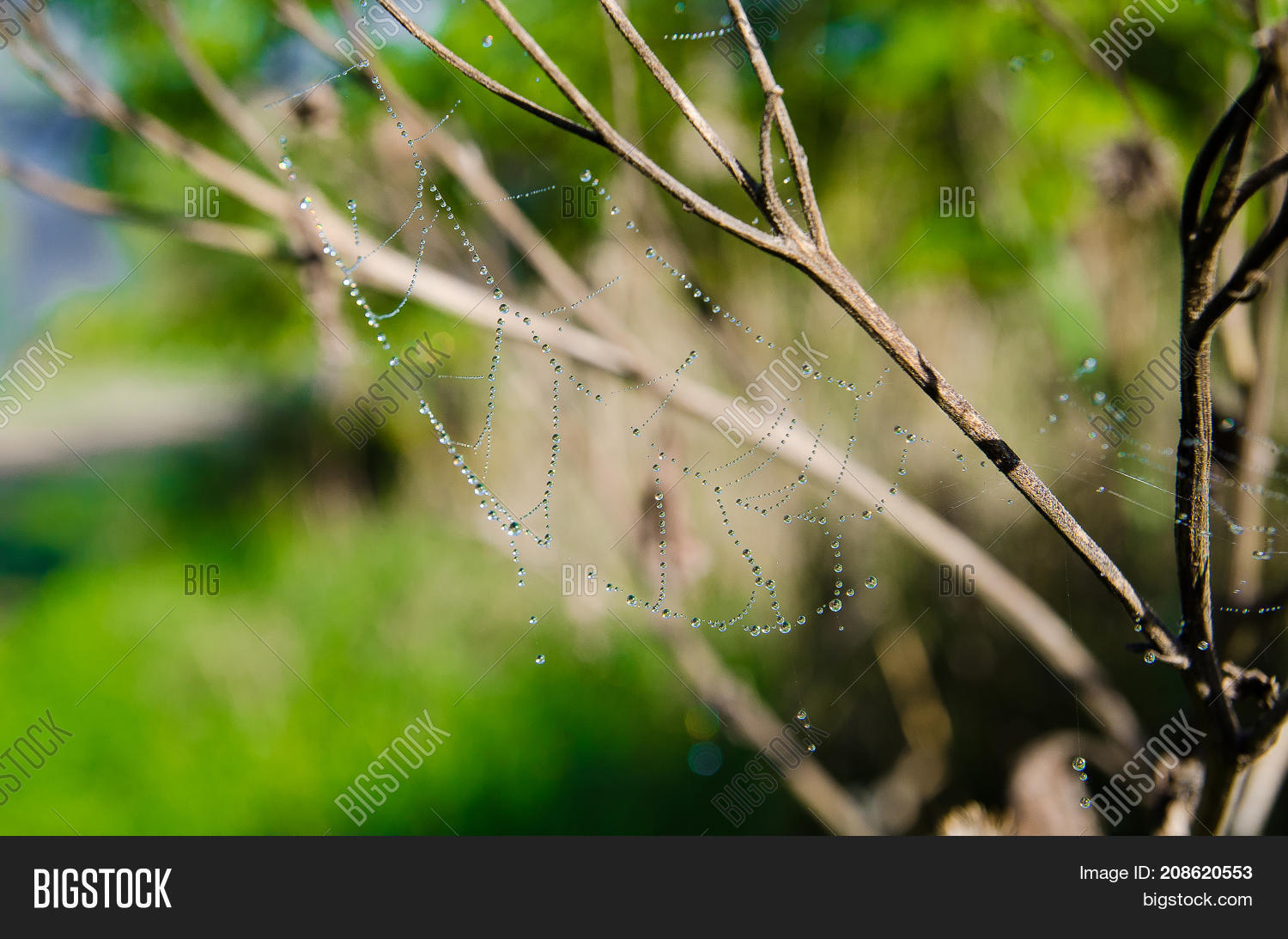 Large White Spider Web Image & Photo (Free Trial) | Bigstock