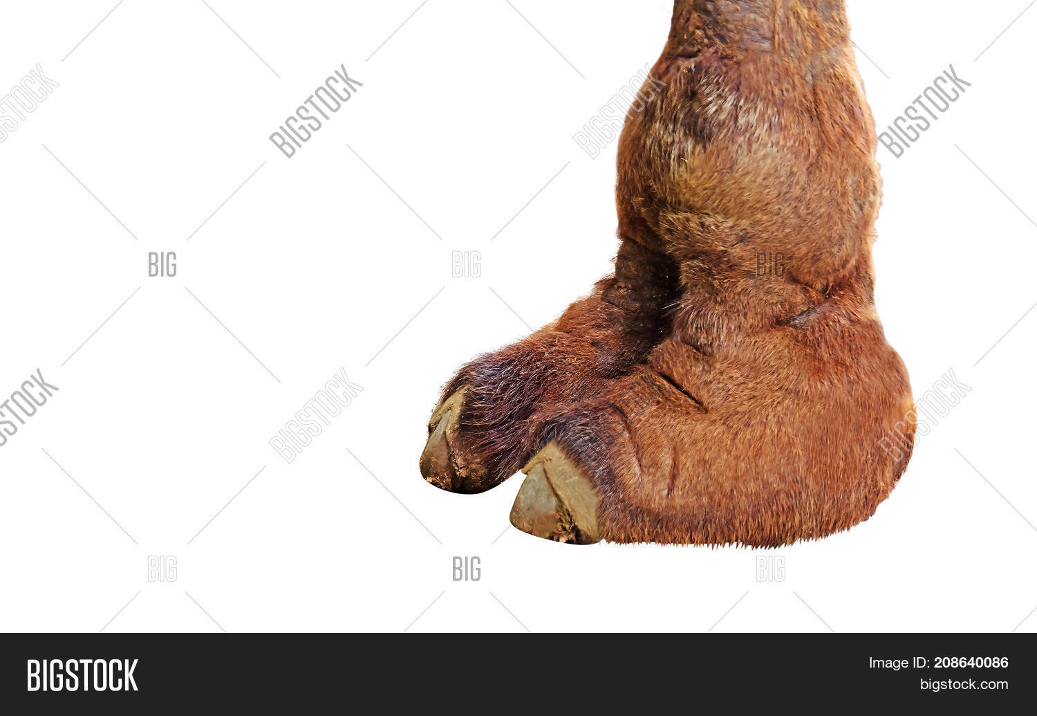 Closeup Camel Foot Image & Photo (Free Trial) | Bigstock