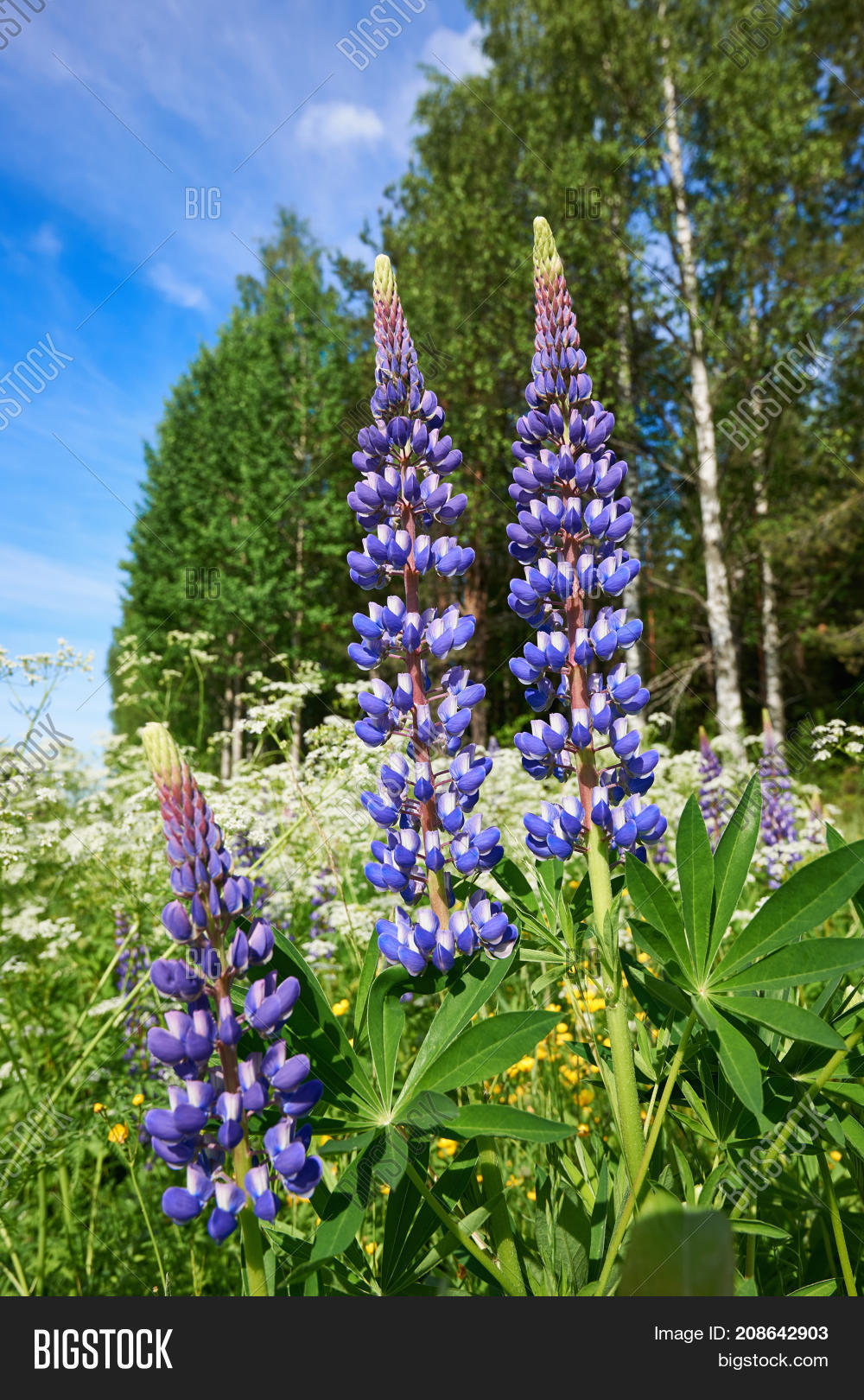 Beautiful Blue Lupin Image & Photo (Free Trial) | Bigstock