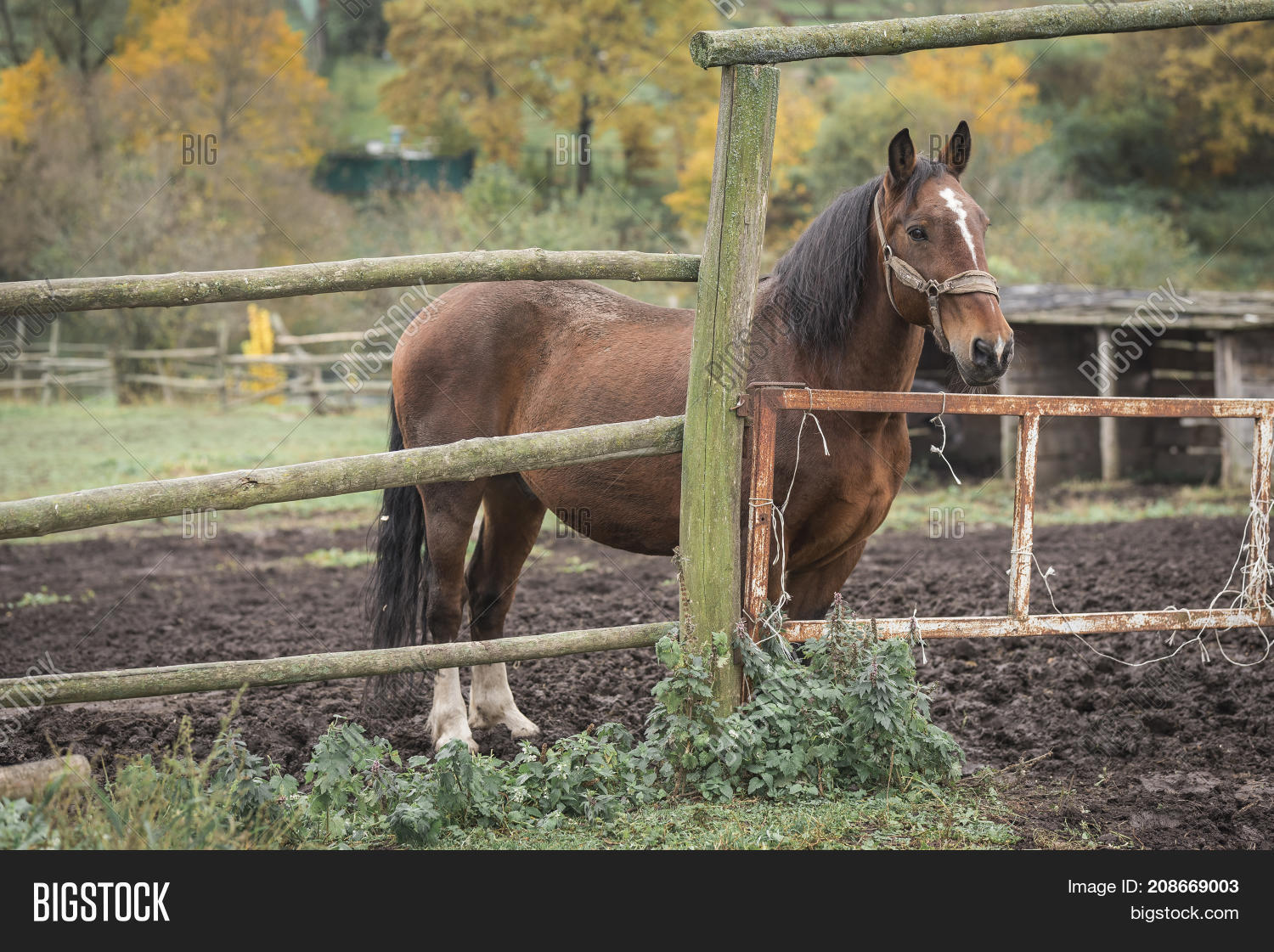 Brown Horse Stands Image & Photo (Free Trial) | Bigstock