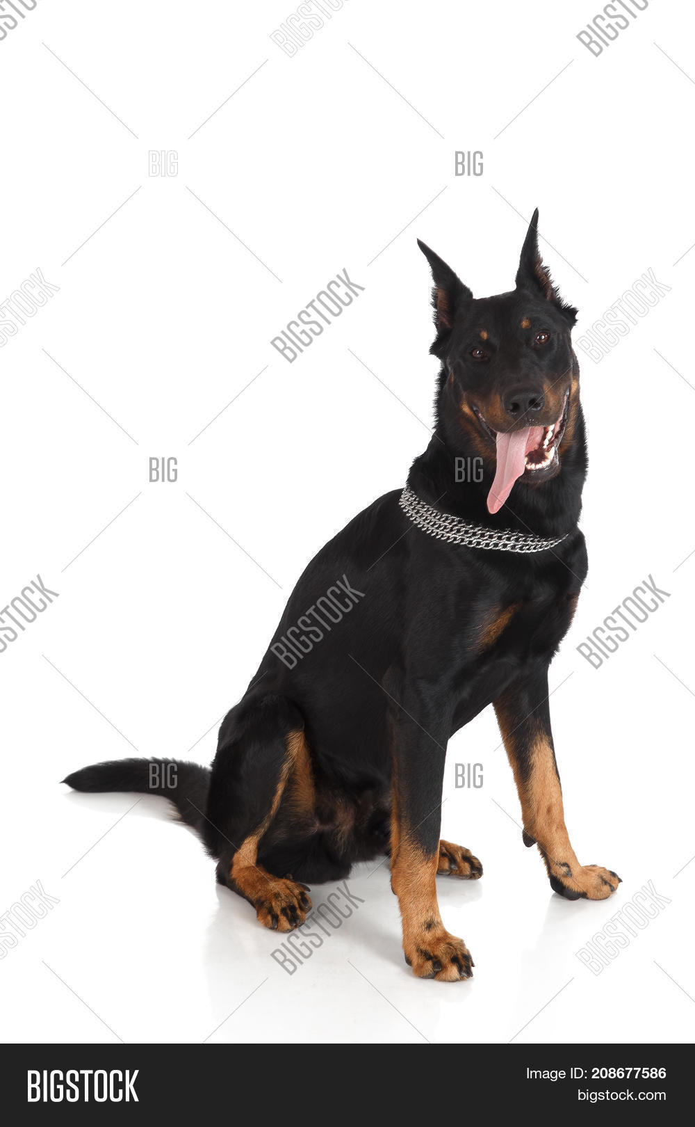 Portrait Beauceron Dog Image & Photo (Free Trial) | Bigstock