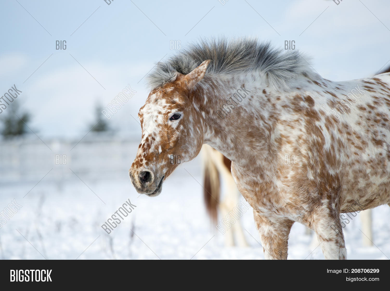 Nice Pretty Altai Image & Photo (Free Trial) | Bigstock