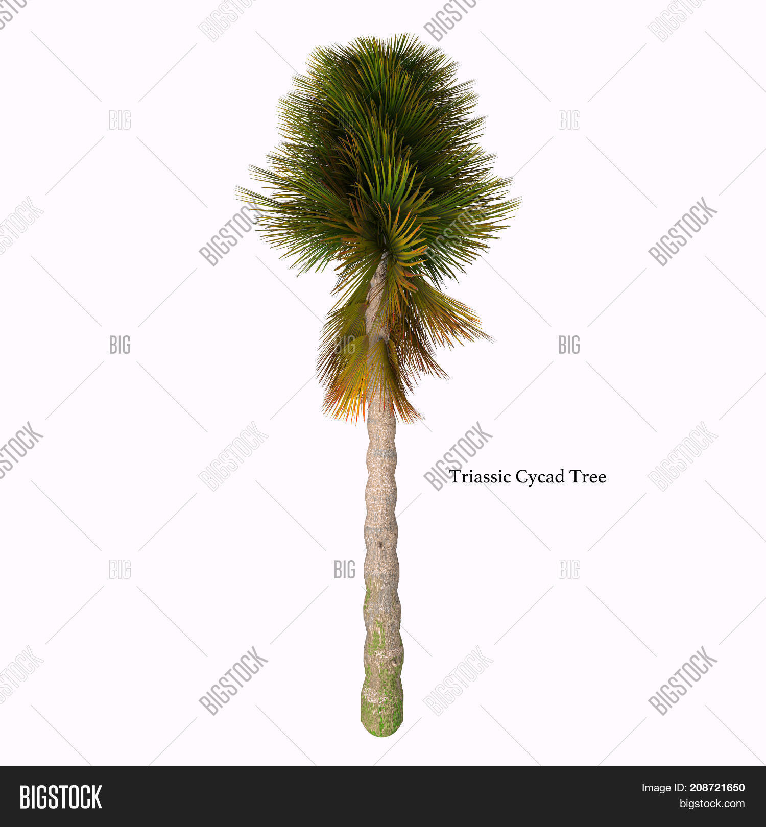 Triassic Cycad Tree Image & Photo (Free Trial) | Bigstock