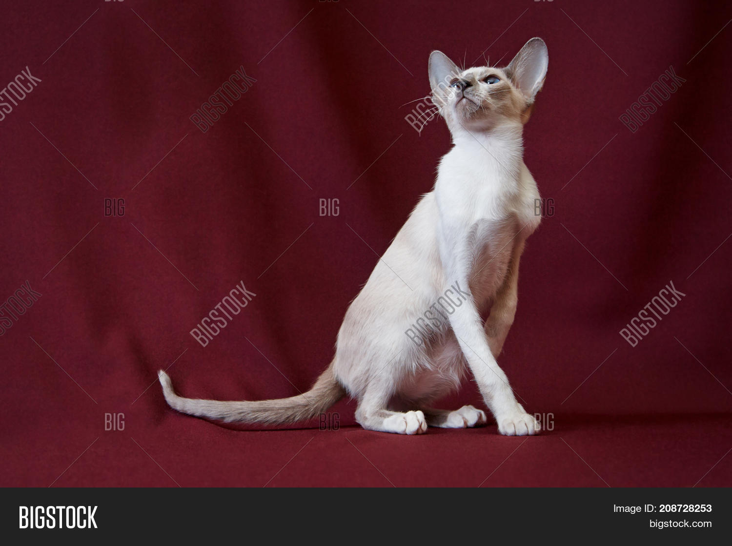 Cat On Podium Cats Image & Photo (Free Trial) | Bigstock