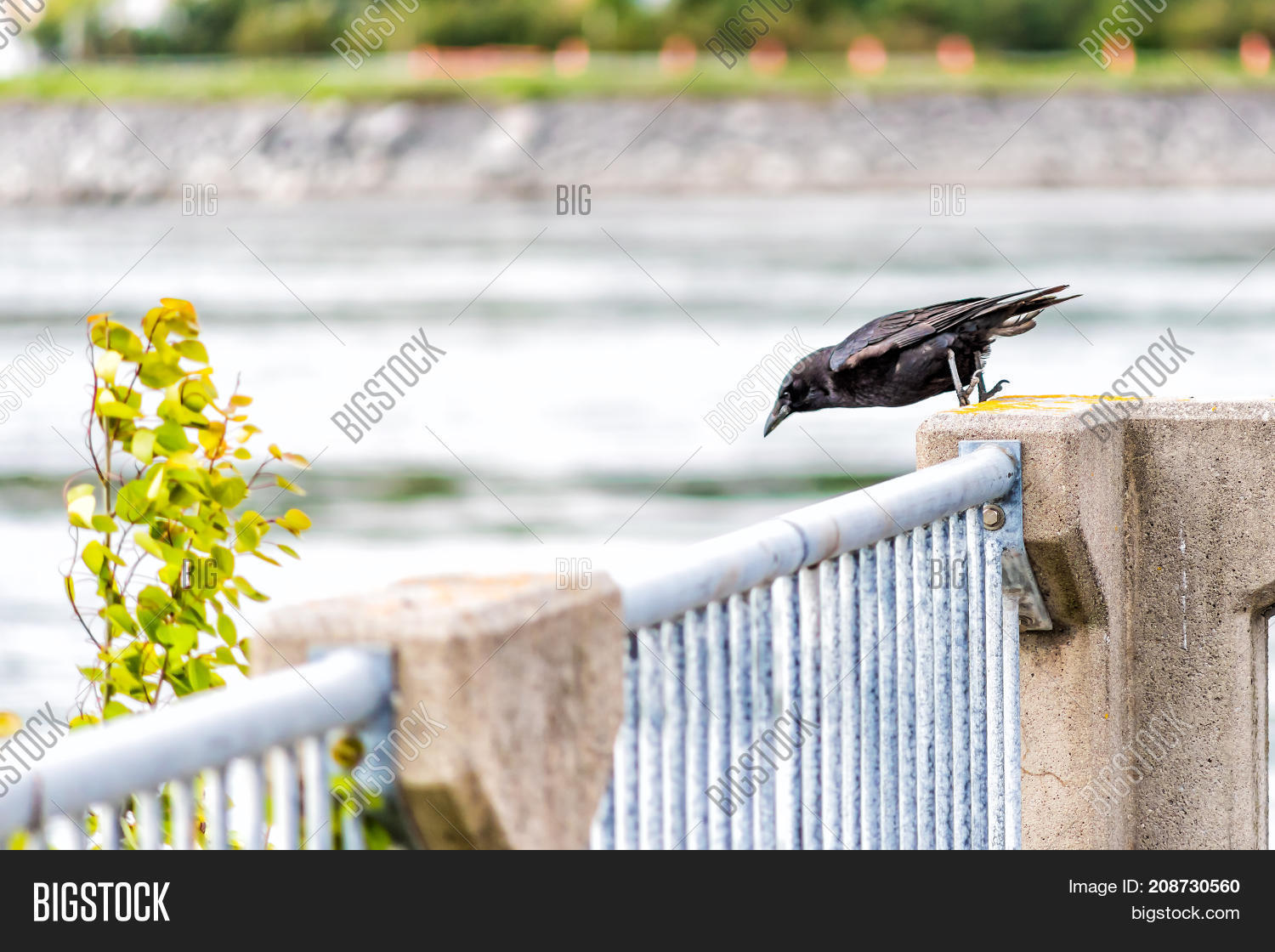 Crow Perched On Image & Photo (Free Trial) | Bigstock