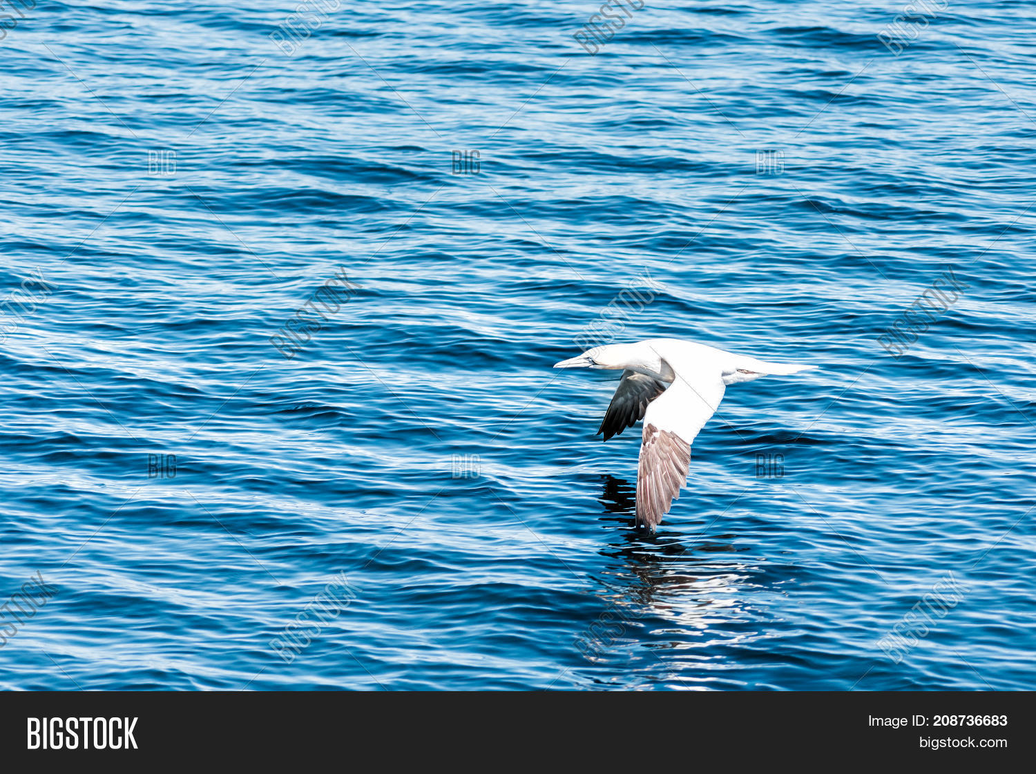 One White Gannet Morus Image & Photo (Free Trial) | Bigstock