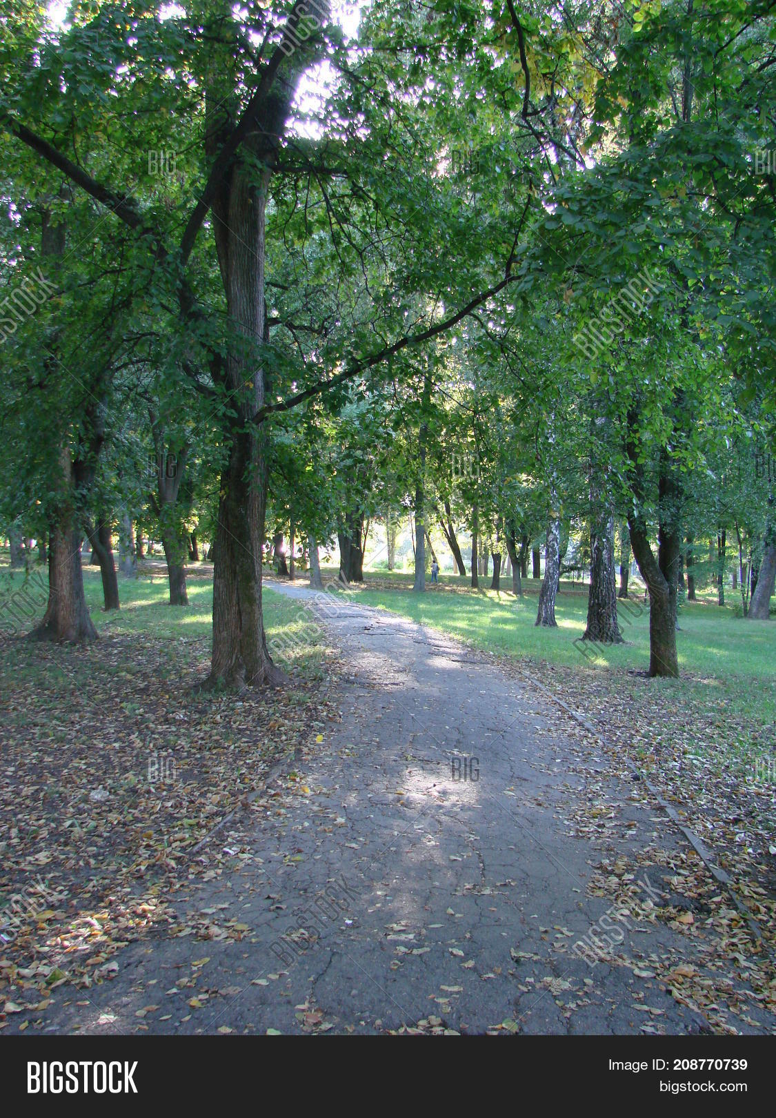 Sunny Evening Park, Image & Photo (Free Trial) | Bigstock