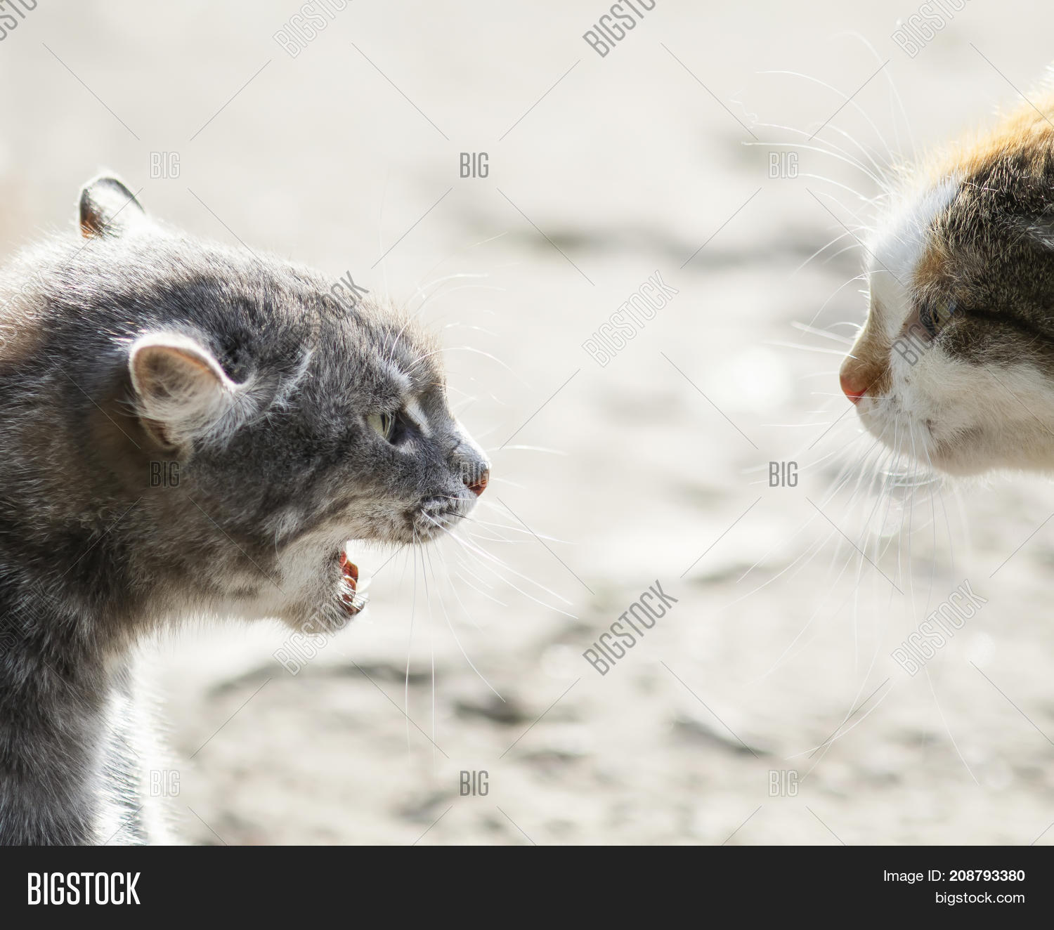 Two Cats Standing Image & Photo (Free Trial) | Bigstock