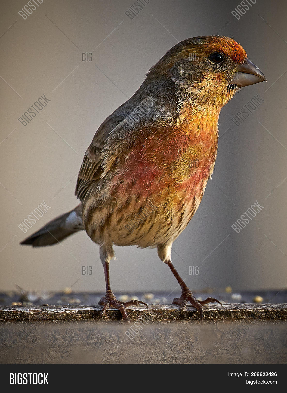 Small Red Bird Closeup Image & Photo (Free Trial) | Bigstock
