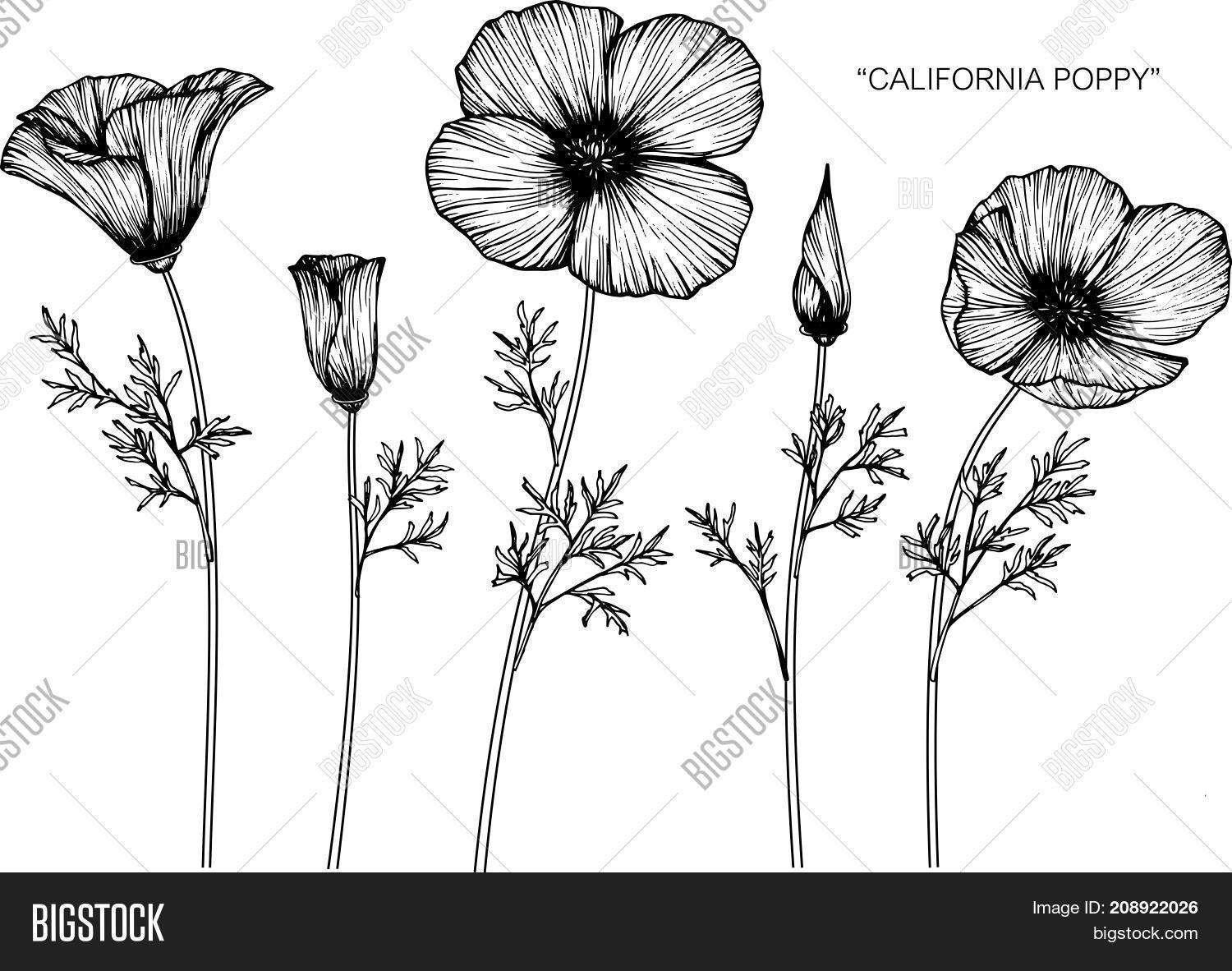 California Poppy Vector & Photo (Free Trial) | Bigstock