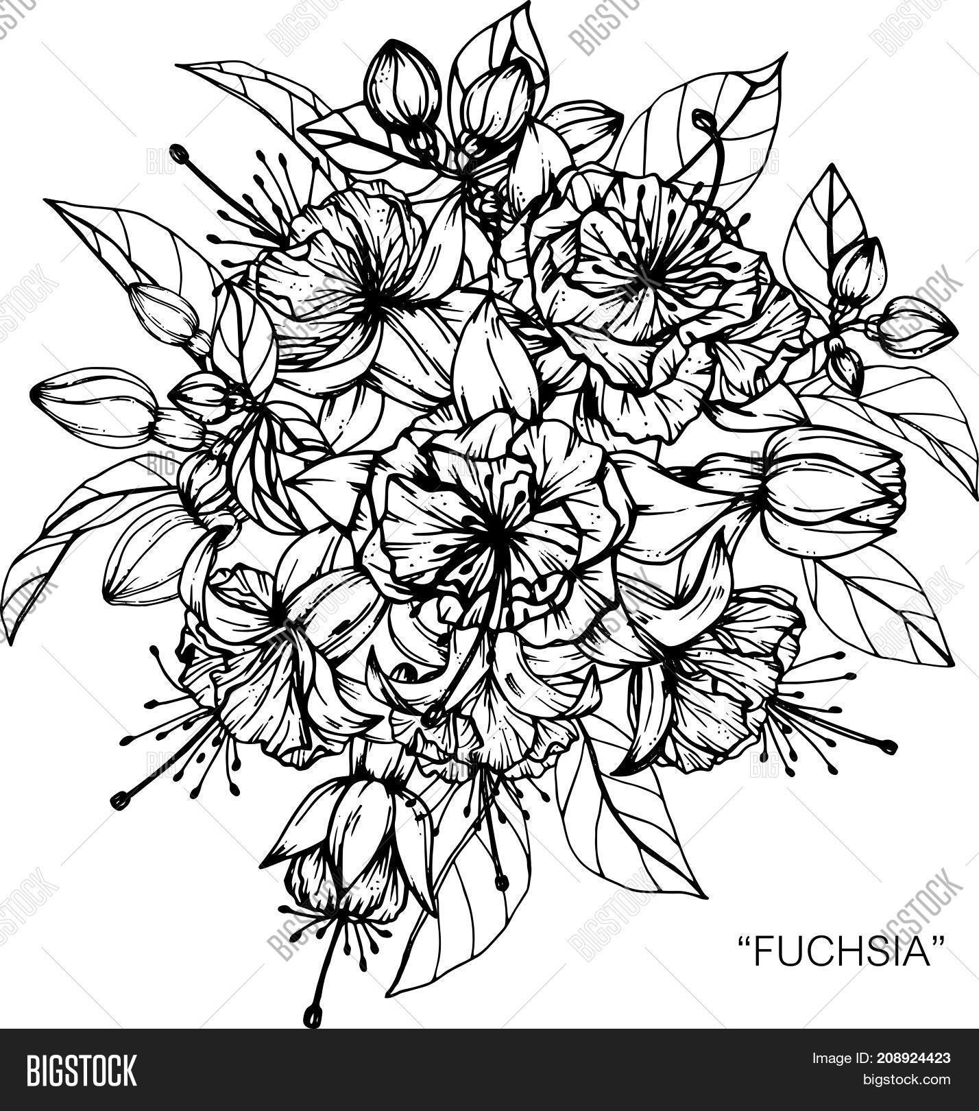 Bouquet Fuchsia Vector & Photo (Free Trial) | Bigstock