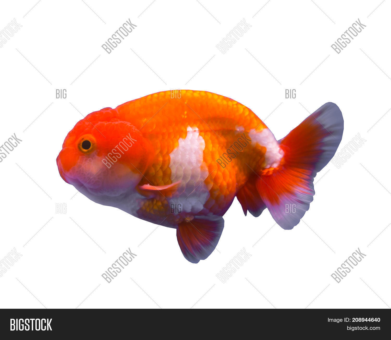 White Lionhead Goldfish