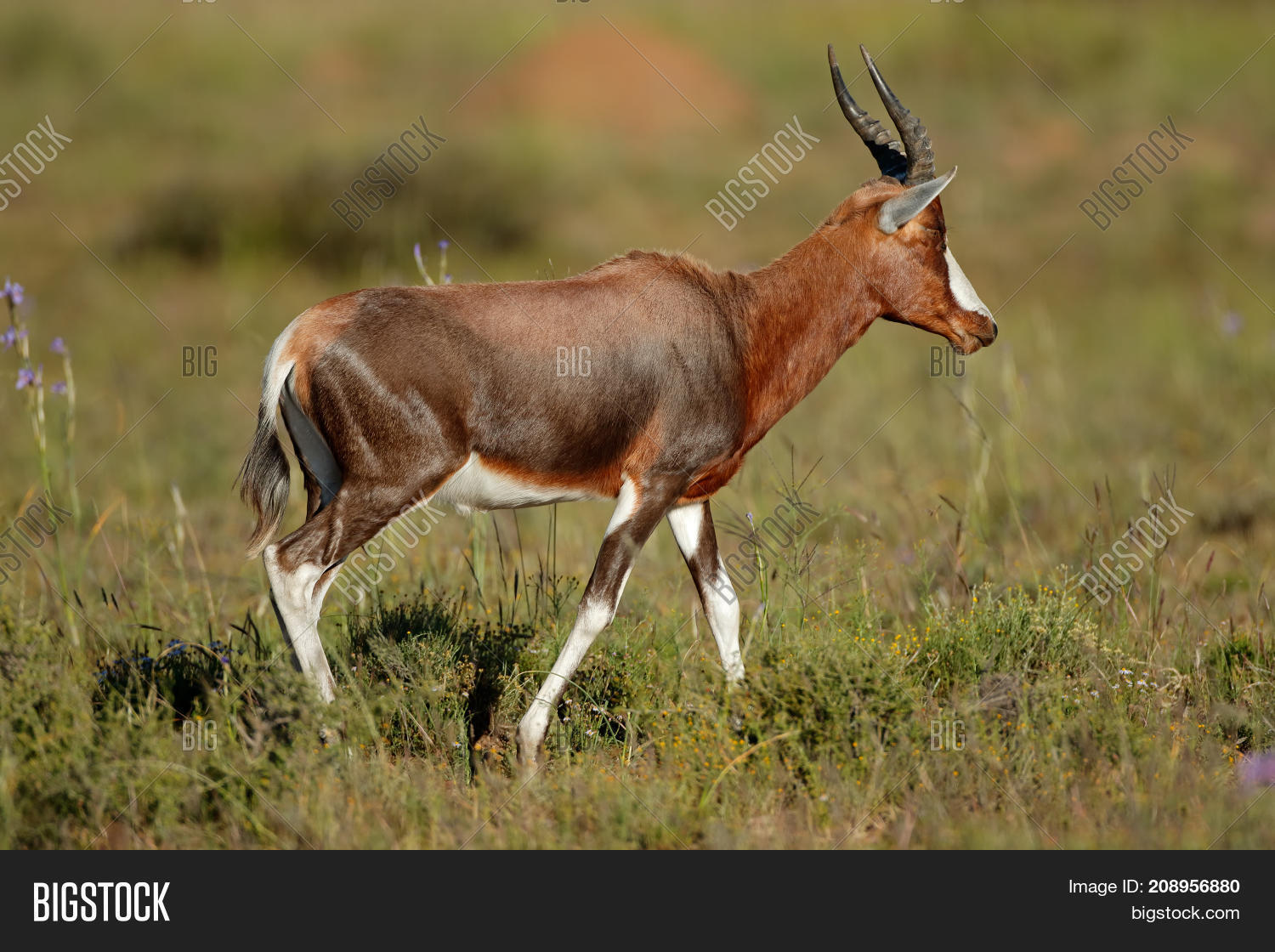 Blesbok Antelope ( Image & Photo (Free Trial) | Bigstock