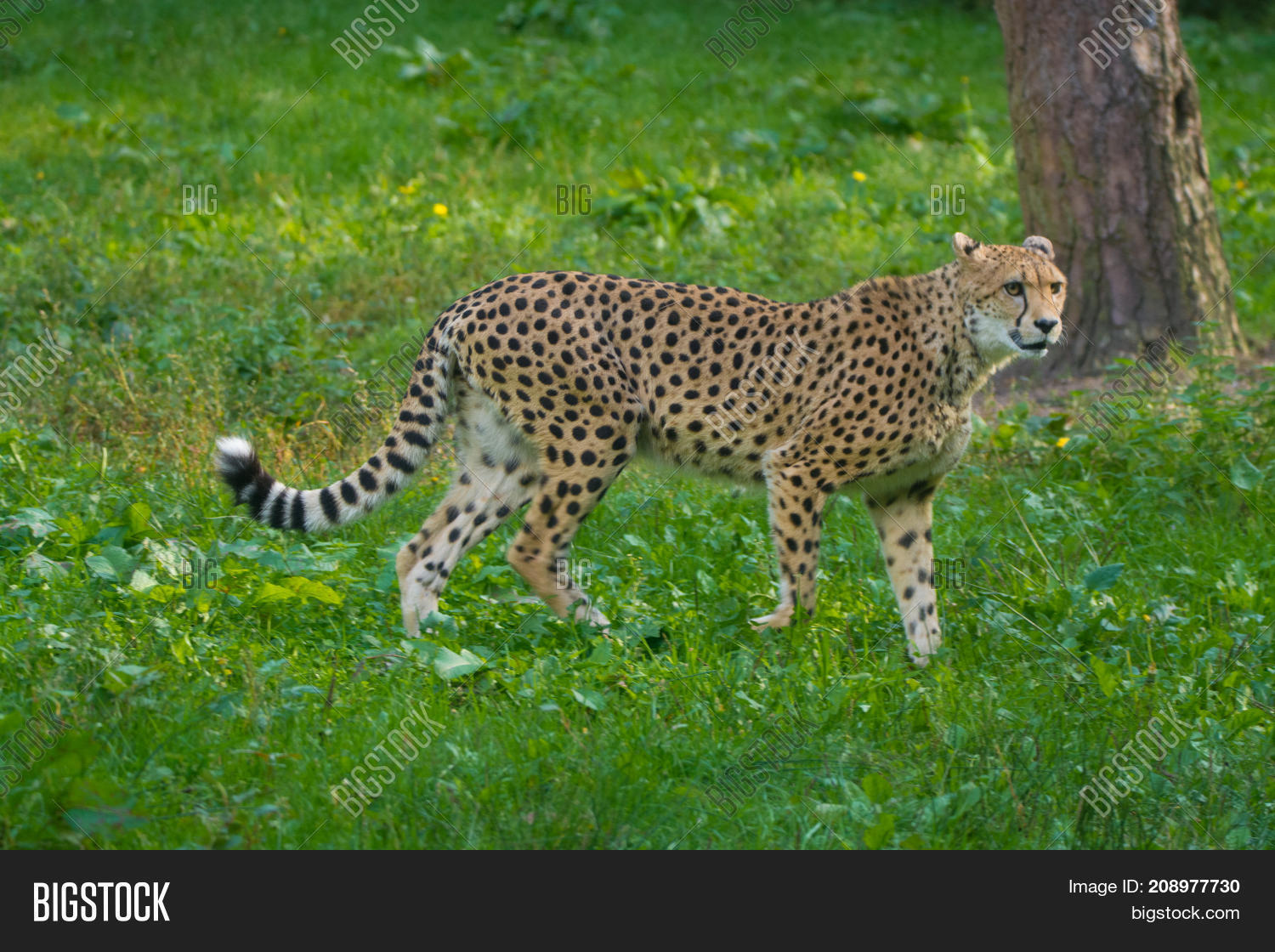 Red List Animal - Image & Photo (Free Trial) | Bigstock