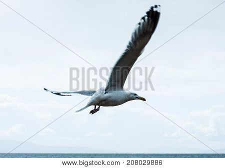 Big Seagull Huge Beak Image & Photo (Free Trial) | Bigstock
