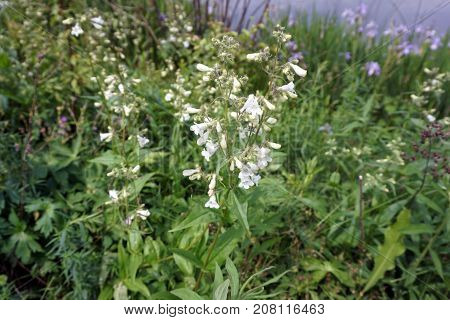 Penstemon Digitalis ( Image & Photo (Free Trial) | Bigstock