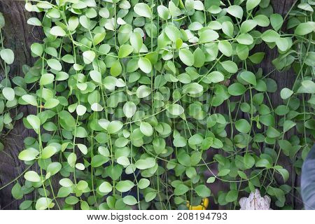 Dischidia Nummularia Image & Photo (Free Trial) | Bigstock