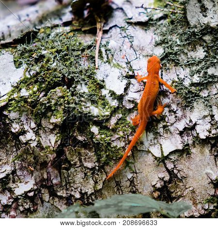 Red Eft (newt) Image & Photo (Free Trial) | Bigstock