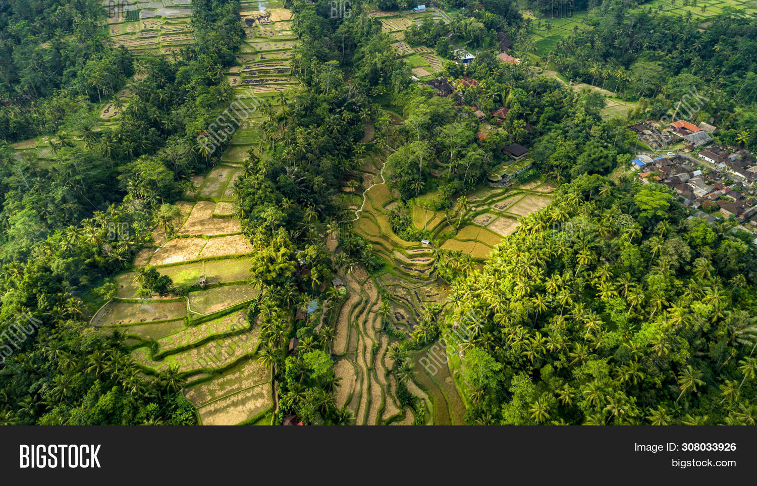 Beautifful Rice Fields Image & Photo (Free Trial) | Bigstock