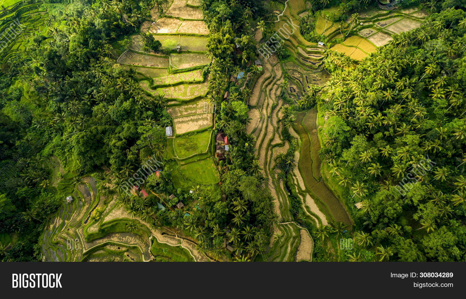 Beautifful Rice Fields Image & Photo (Free Trial) | Bigstock