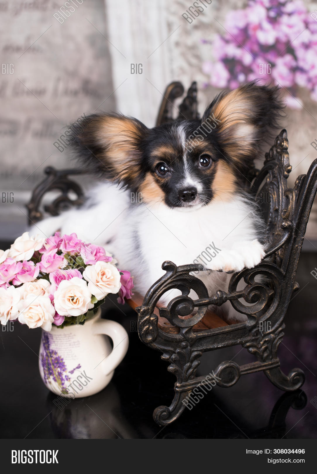 Butterfly-dog, Image & Photo (Free Trial) | Bigstock