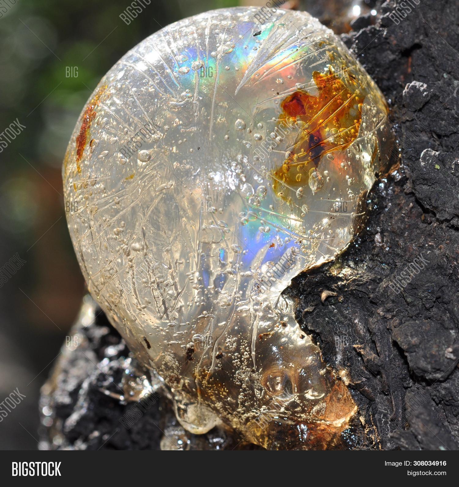 Gum Glue Hardened Image And Photo Free Trial Bigstock