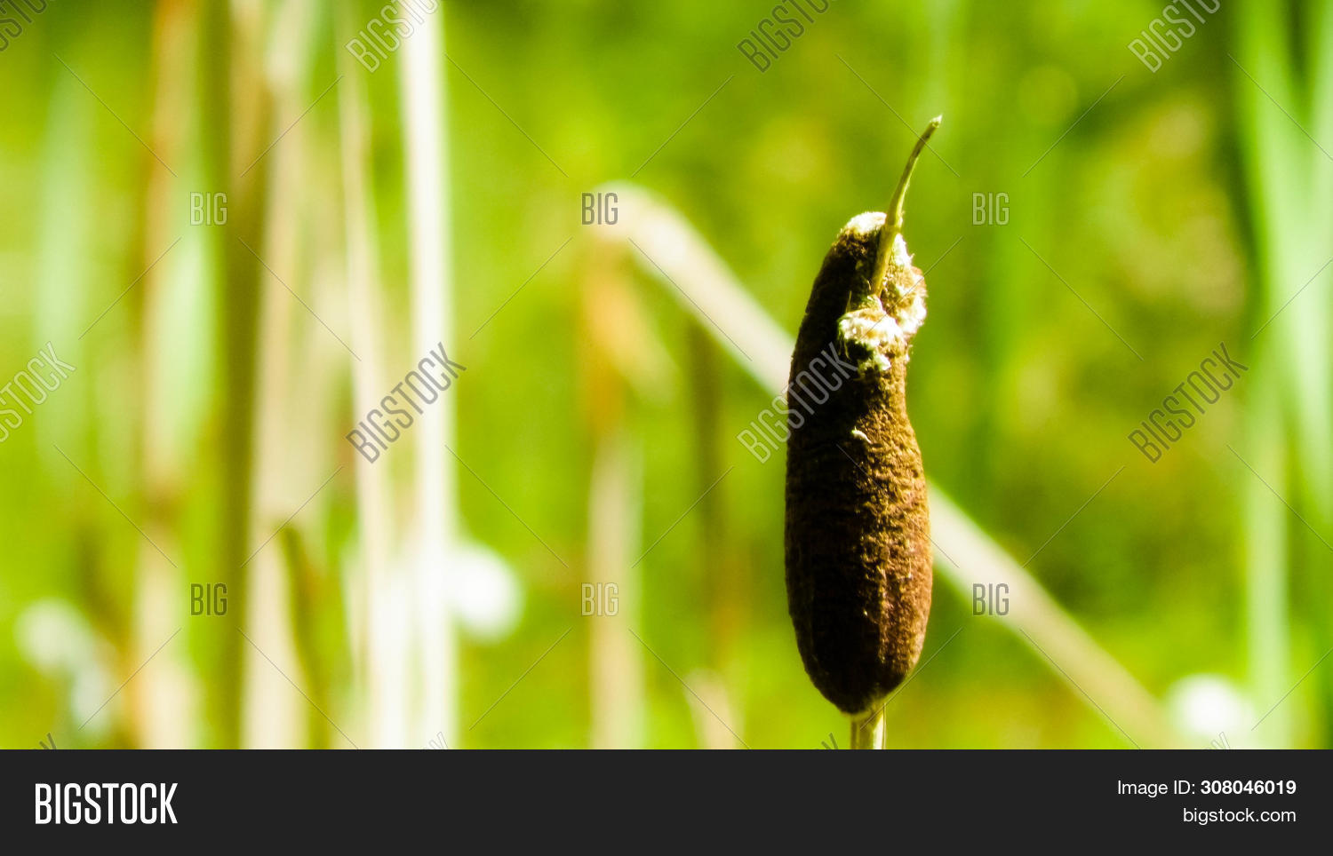 Close Typha Plant. Image & Photo (Free Trial) | Bigstock