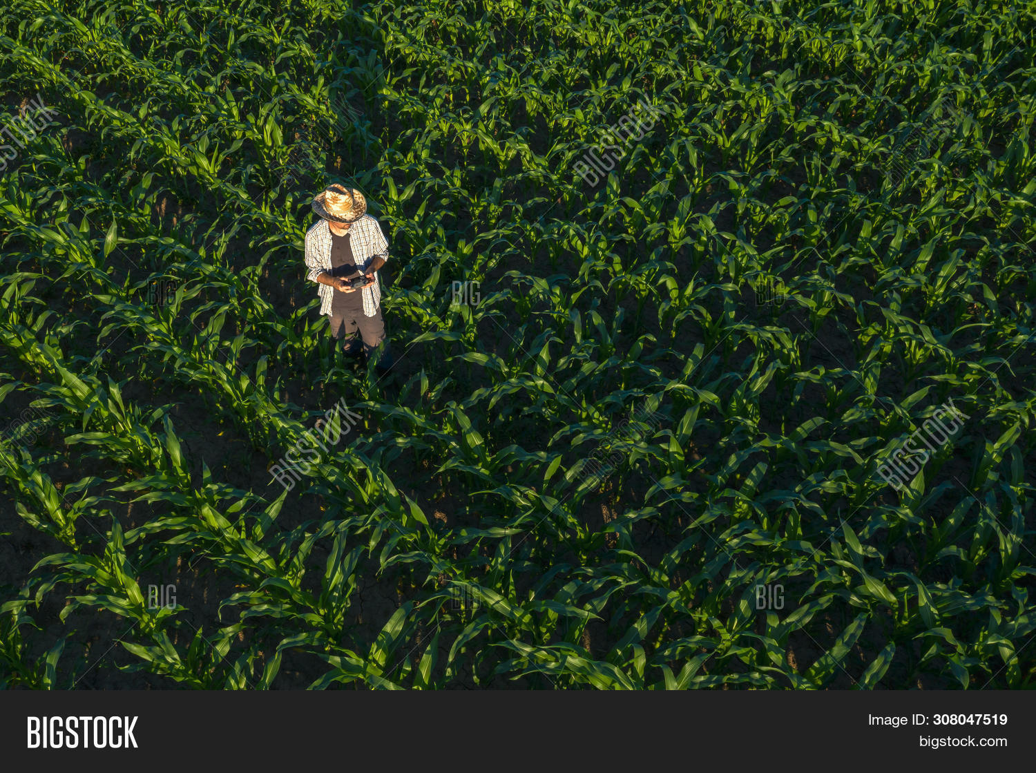Corn Farmer Drone Image & Photo (Free Trial) | Bigstock