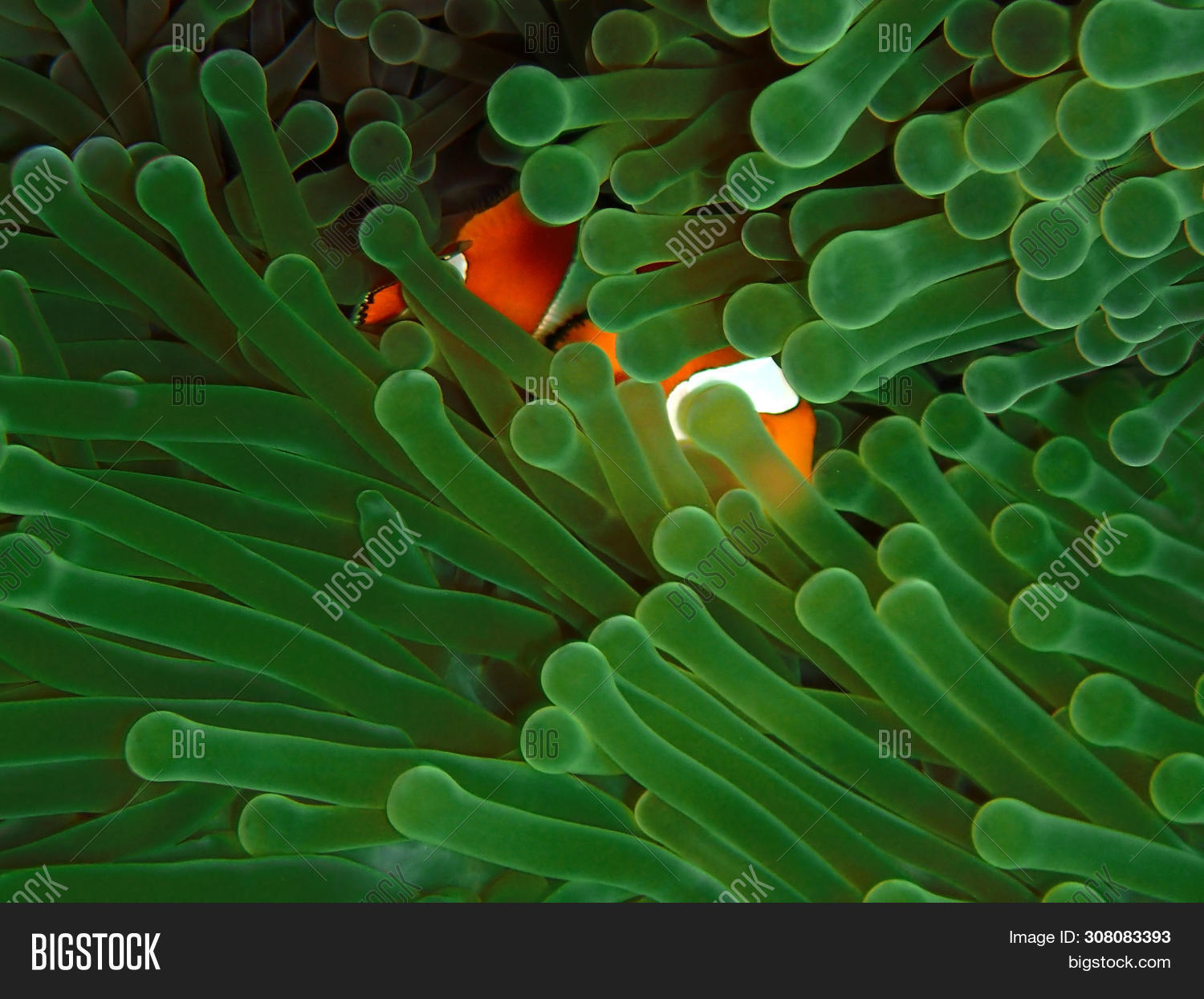 Closeup Macro Shot Image & Photo (Free Trial) | Bigstock