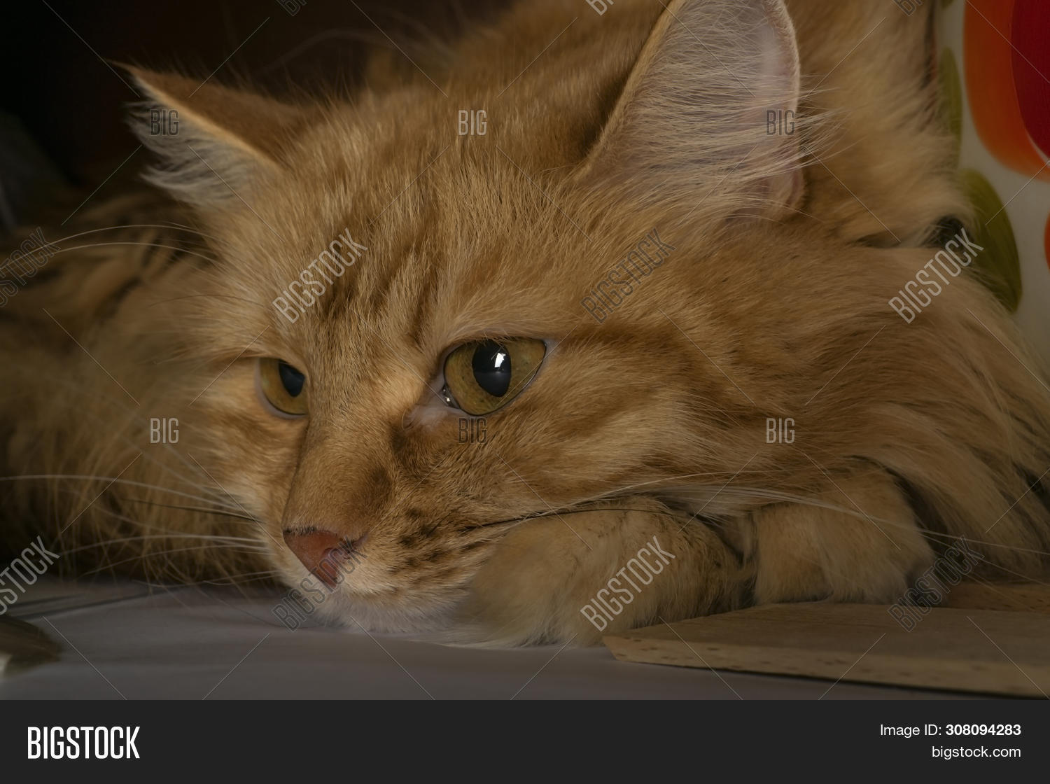 Portrait Red Cat. Image & Photo (Free Trial) | Bigstock