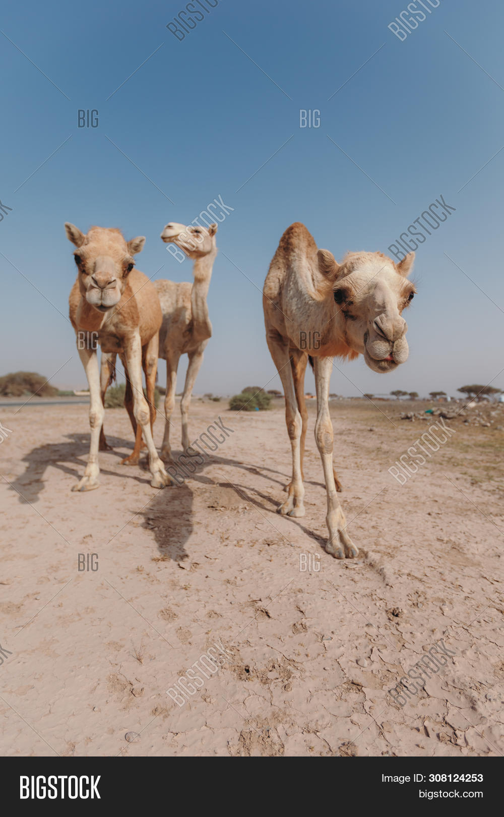 Three Camels Stand Image & Photo (Free Trial) | Bigstock