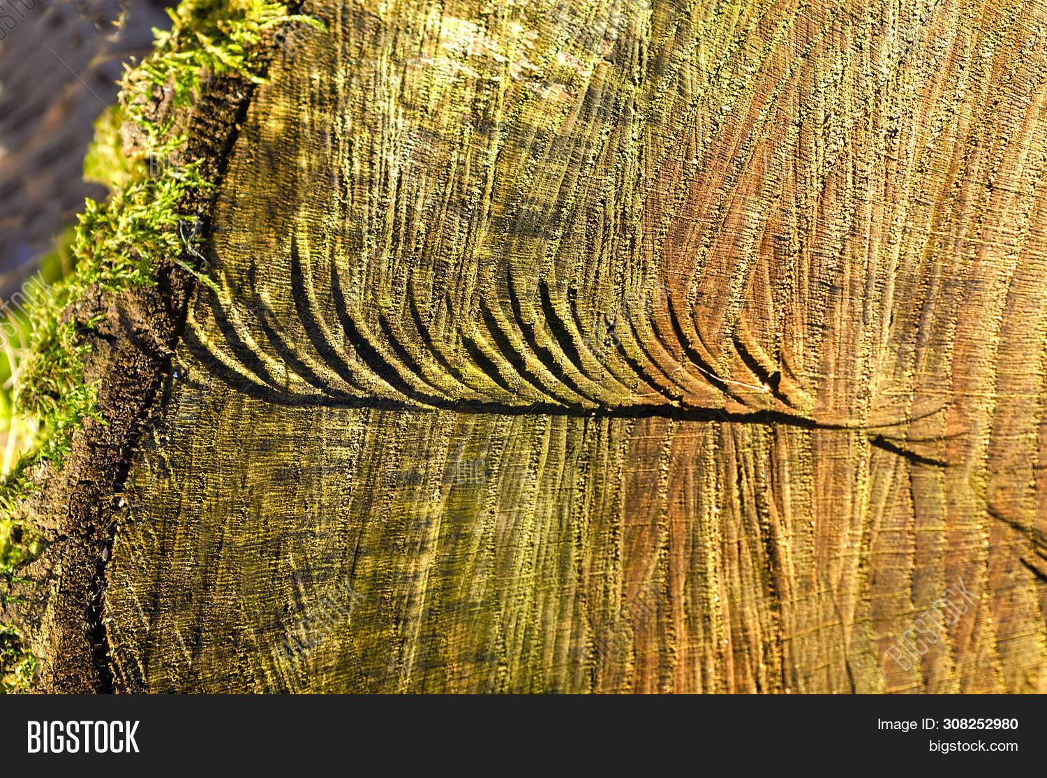 Old Wood Log Texture Image & Photo (Free Trial) | Bigstock