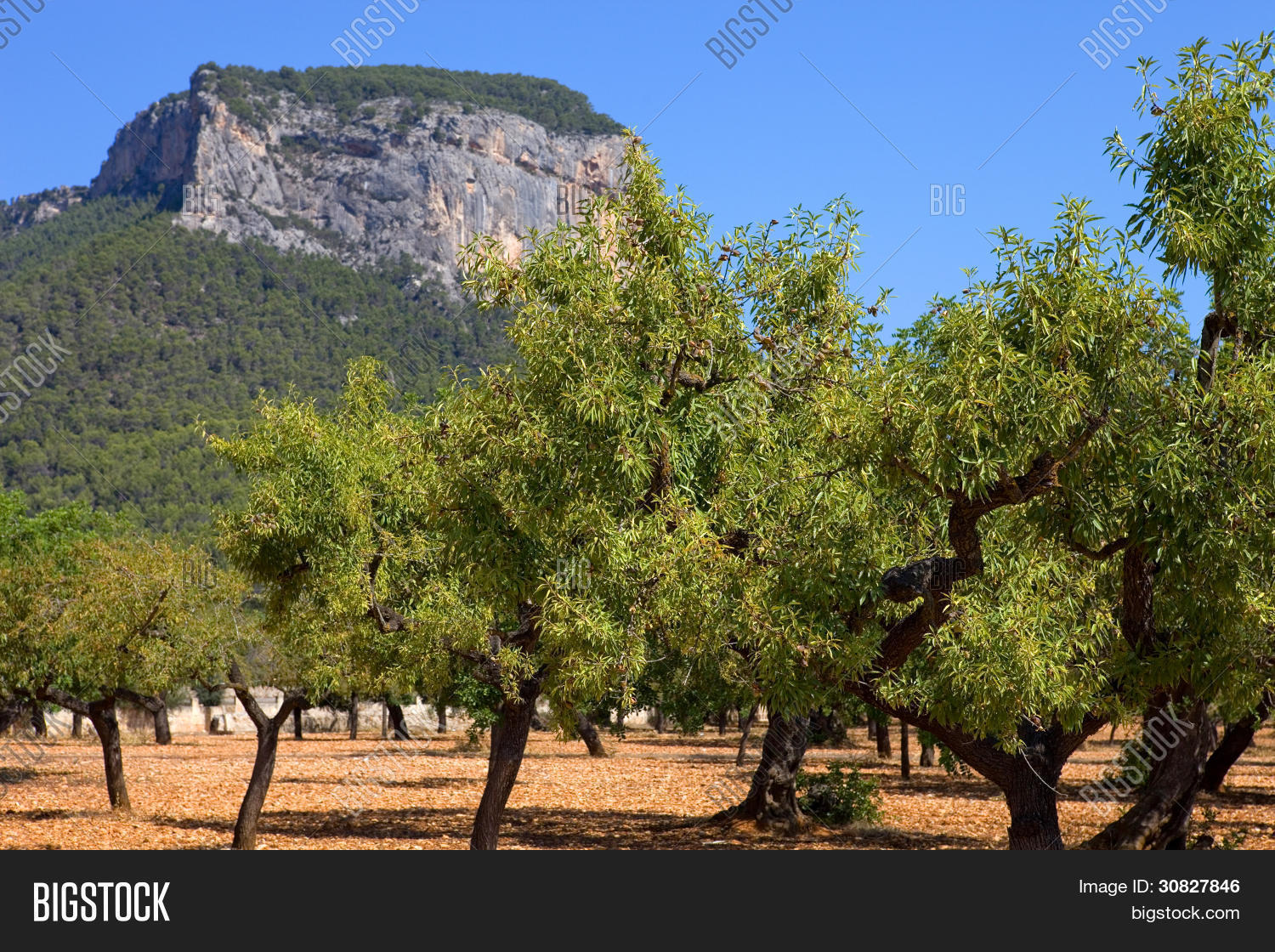 Olive Trees Majorca Image & Photo (Free Trial) | Bigstock