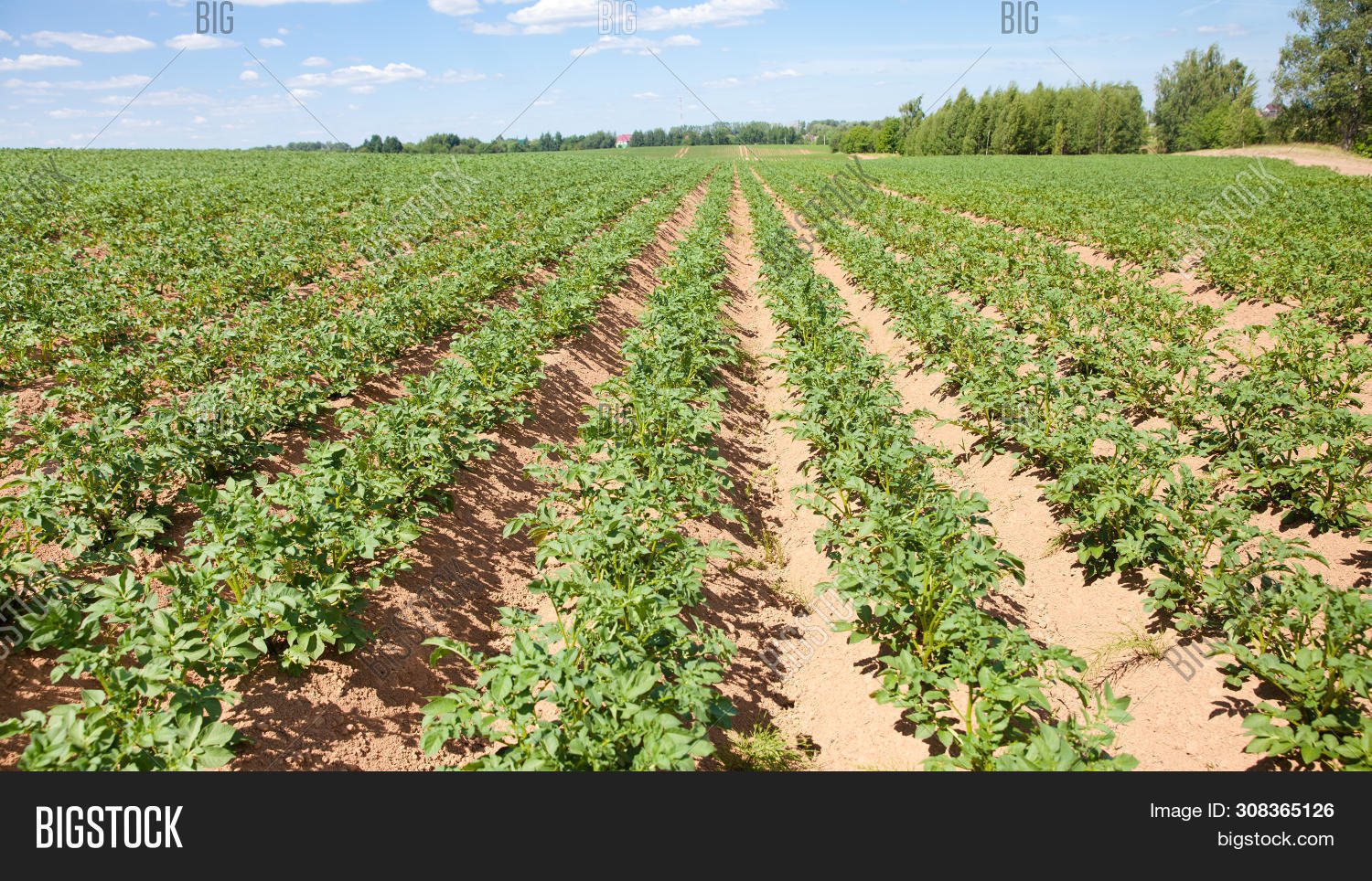 Rows Potatoes On Farm Image & Photo (Free Trial) | Bigstock