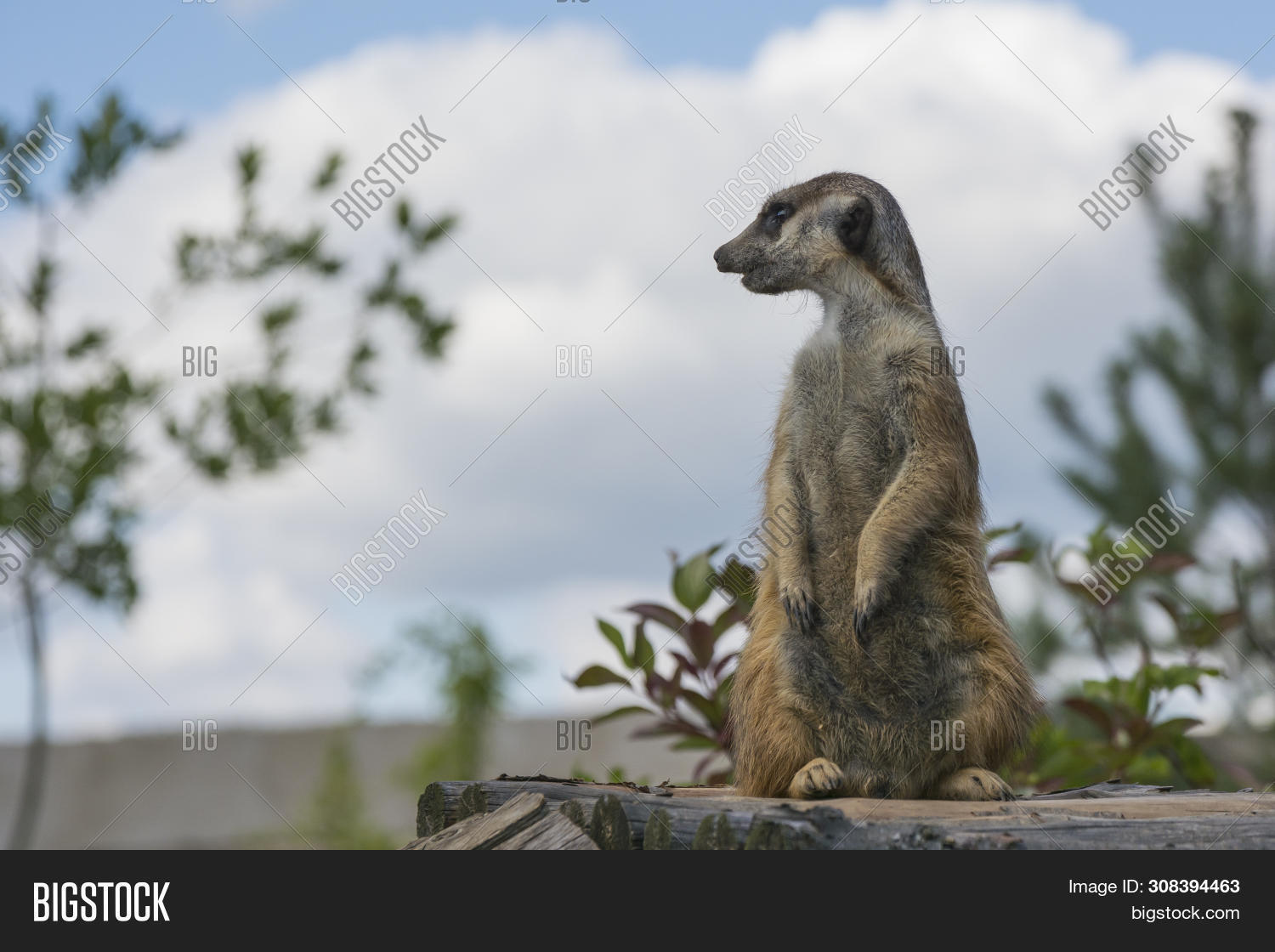 Gopher Standing. Image & Photo (Free Trial) | Bigstock