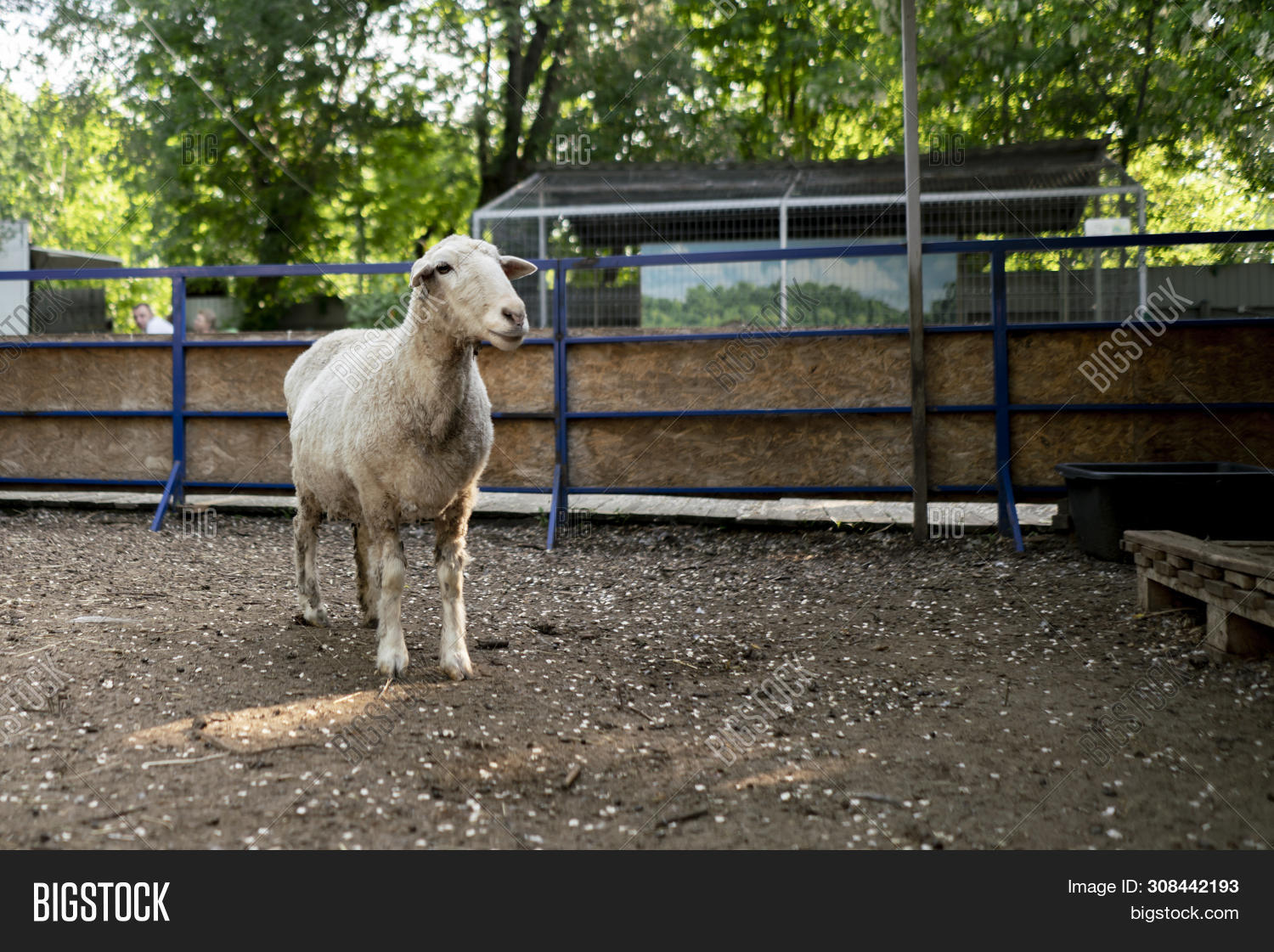 Young Domestic Ram Image & Photo (Free Trial) | Bigstock