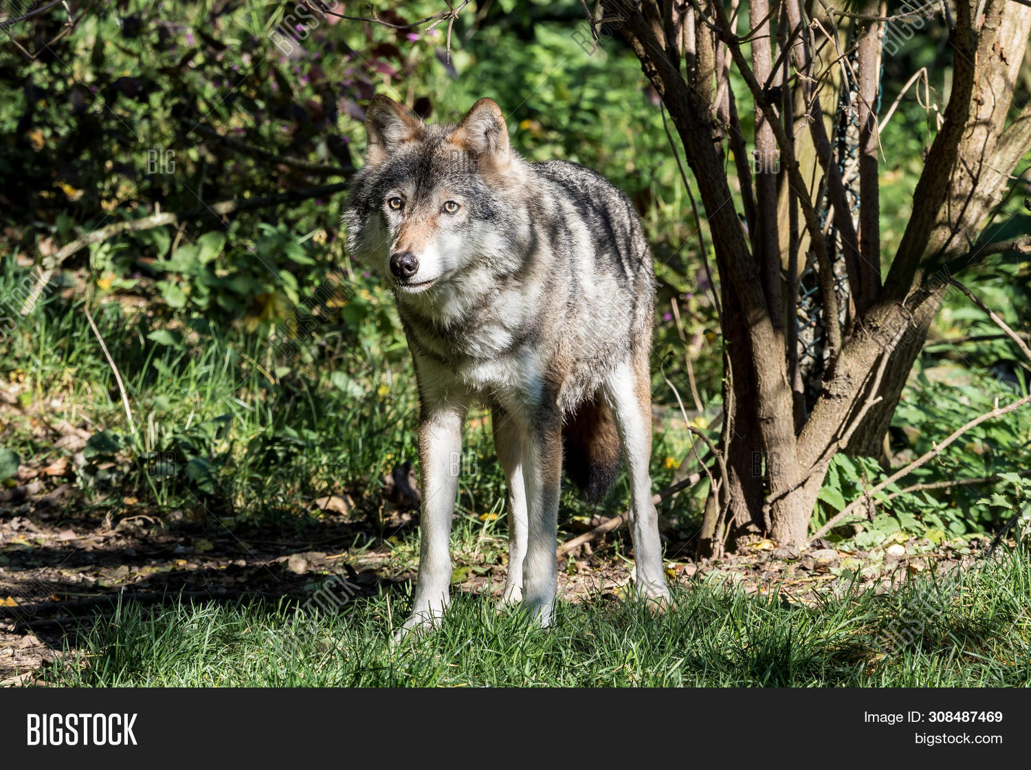 Wolf, Canis Lupus, Image & Photo (Free Trial) | Bigstock