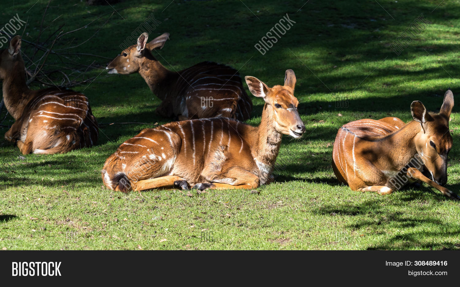 Indian Blackbuck, Image & Photo (Free Trial) | Bigstock