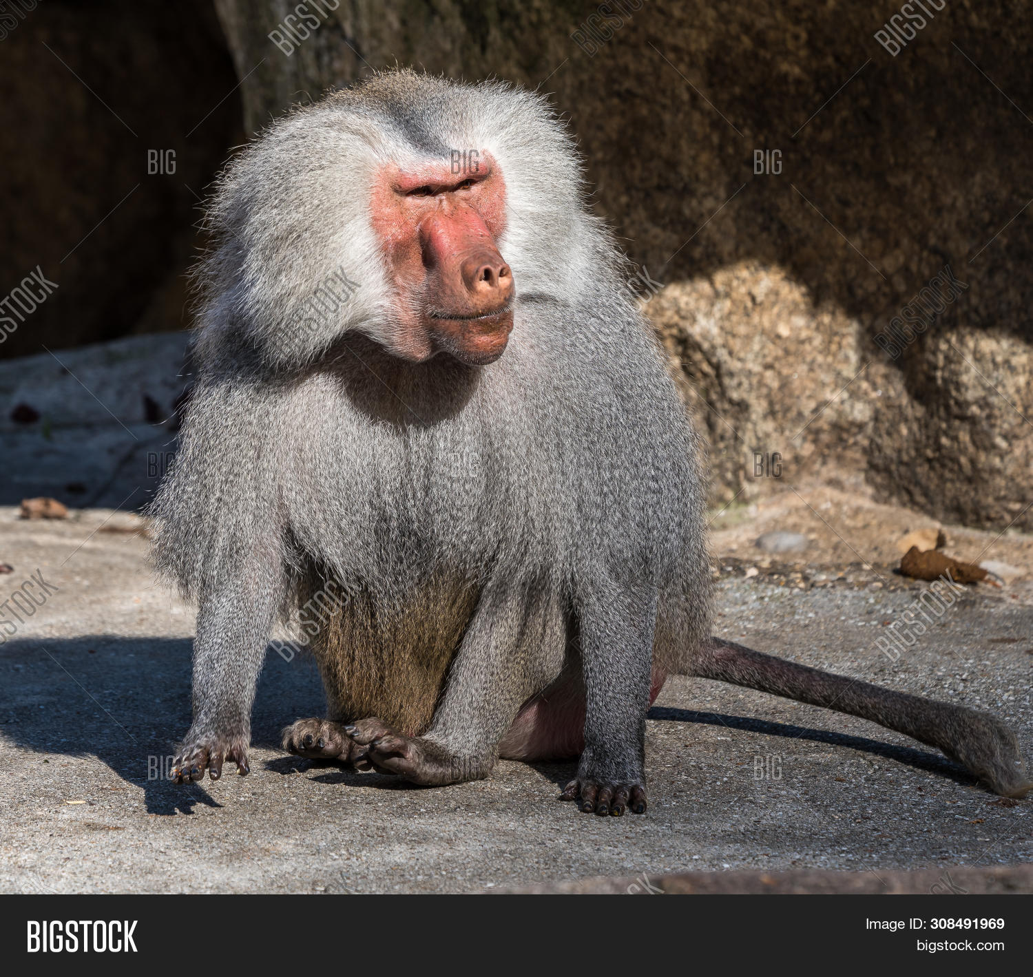 Hamadryas Baboon, Image & Photo (Free Trial) | Bigstock