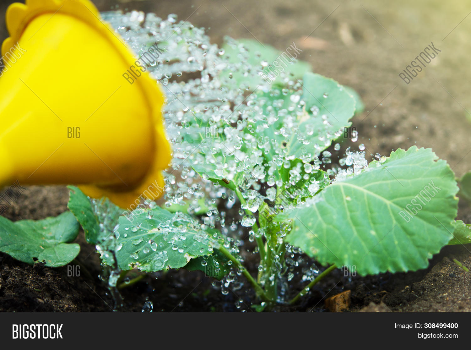 Watering Plants Image & Photo (Free Trial) | Bigstock
